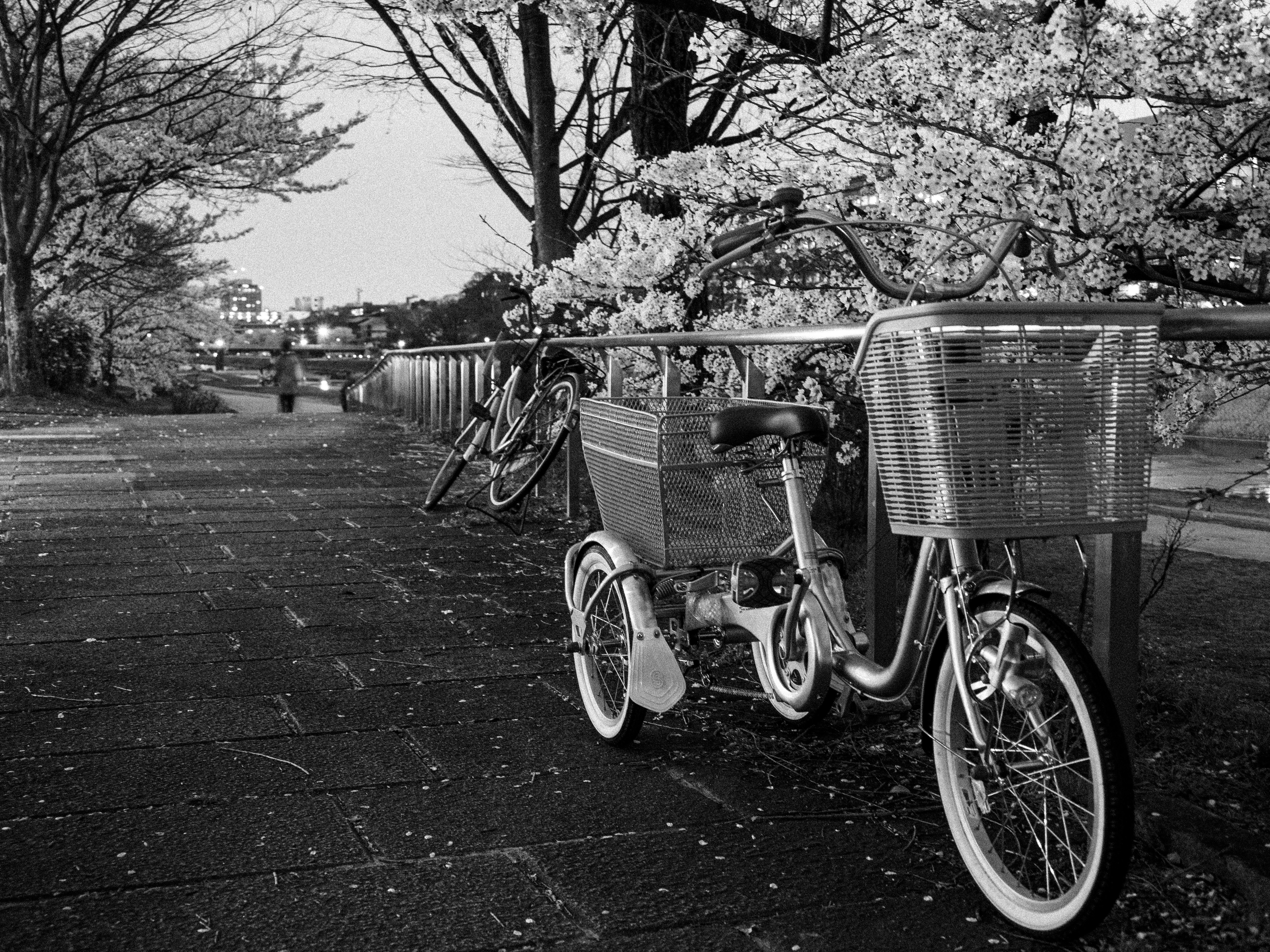 Bicycle Row at Dusk: A Quiet Line of Sharing wheels a shade of nostalgia