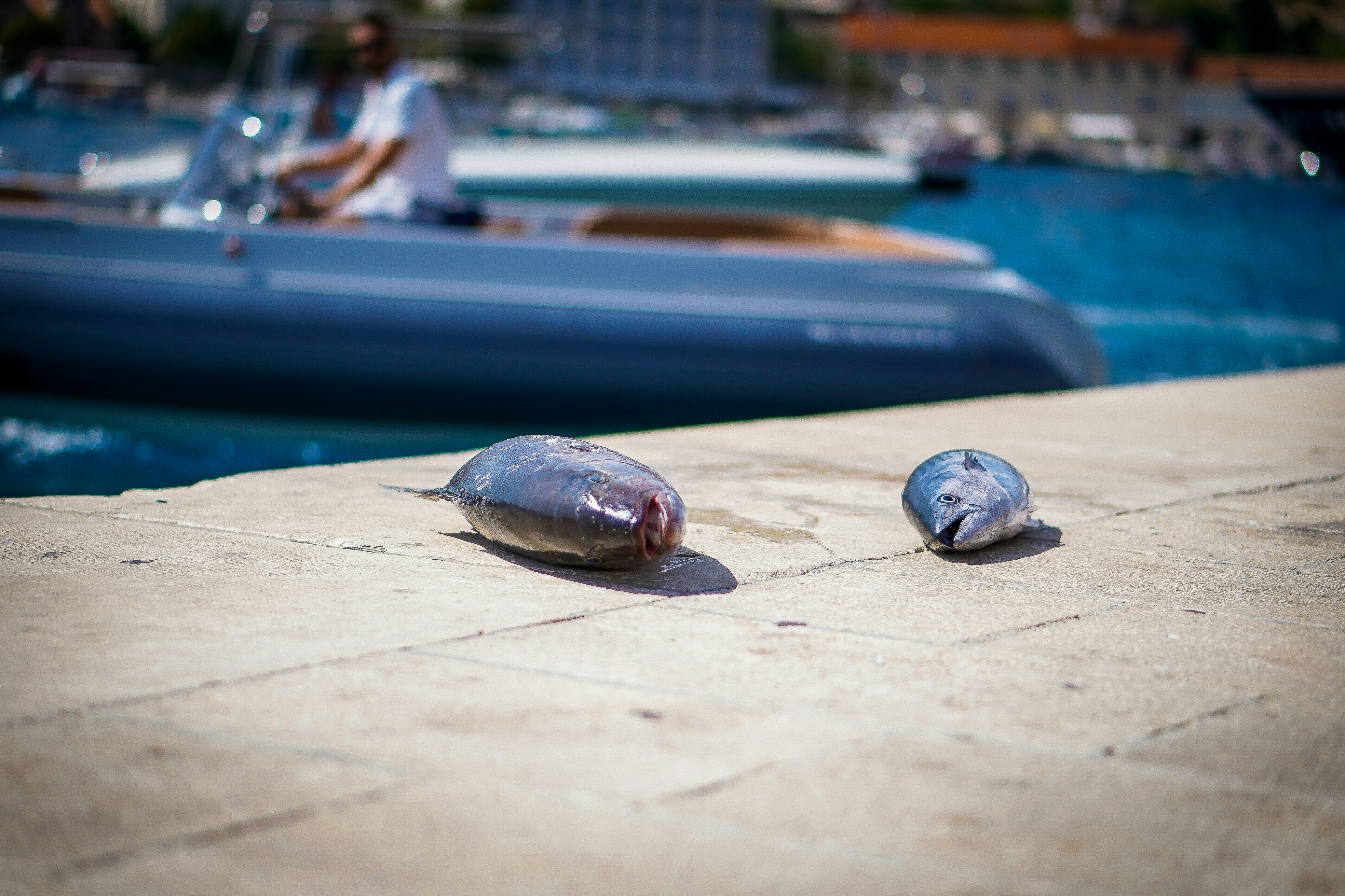 Two Resting Fishes on a Harbor Pier as a Boat Skims the Harbor
