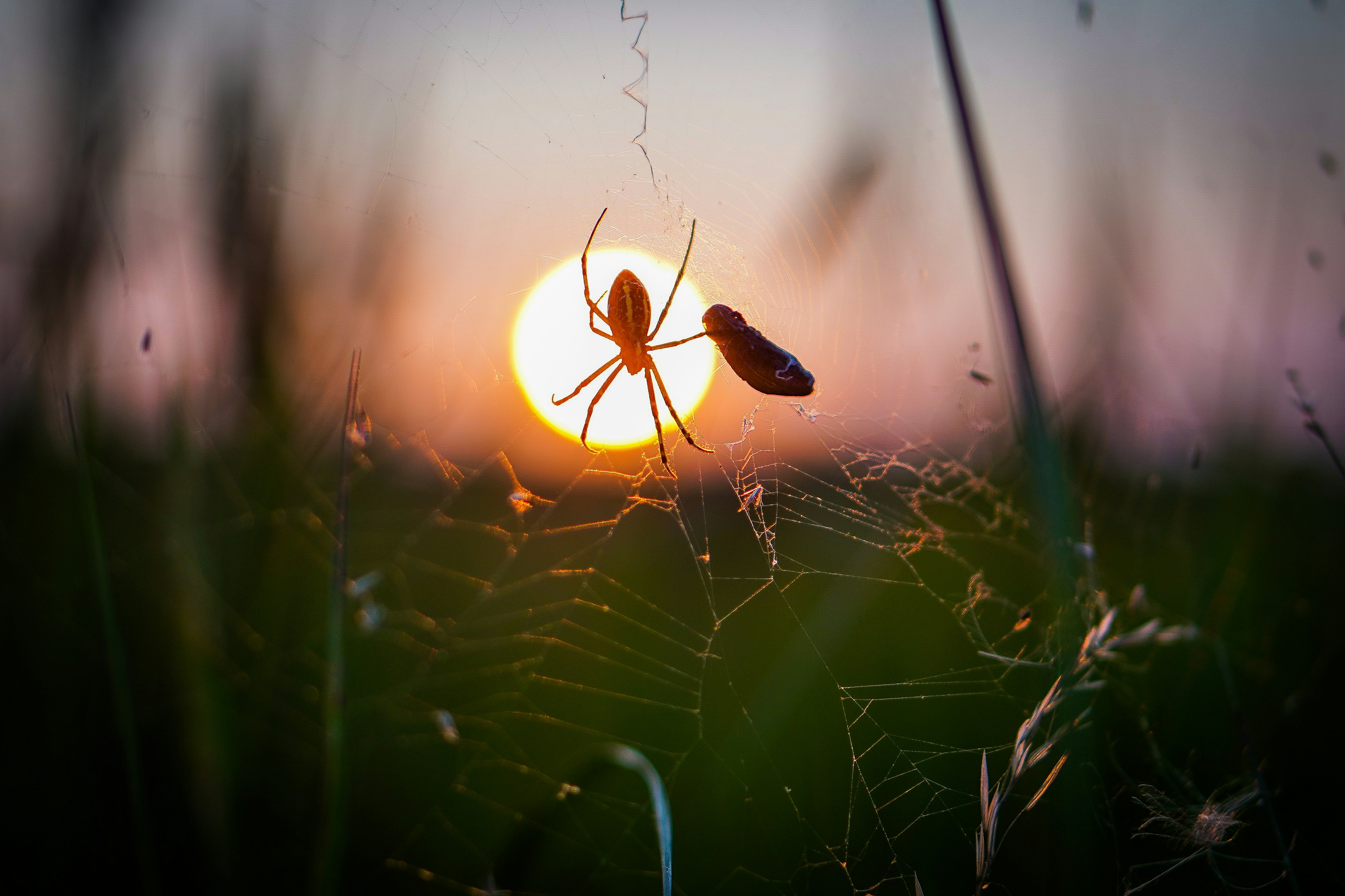 A spider sits on its web in front of the setting sun photo – Free ...