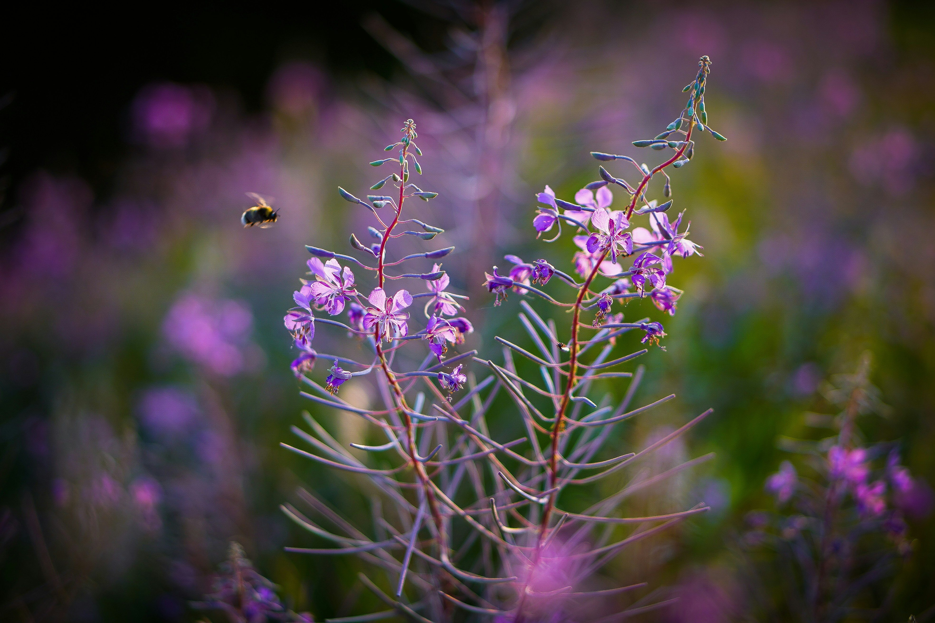 Buzz in the Lavender: A Bee Darts Past Violet Spikes