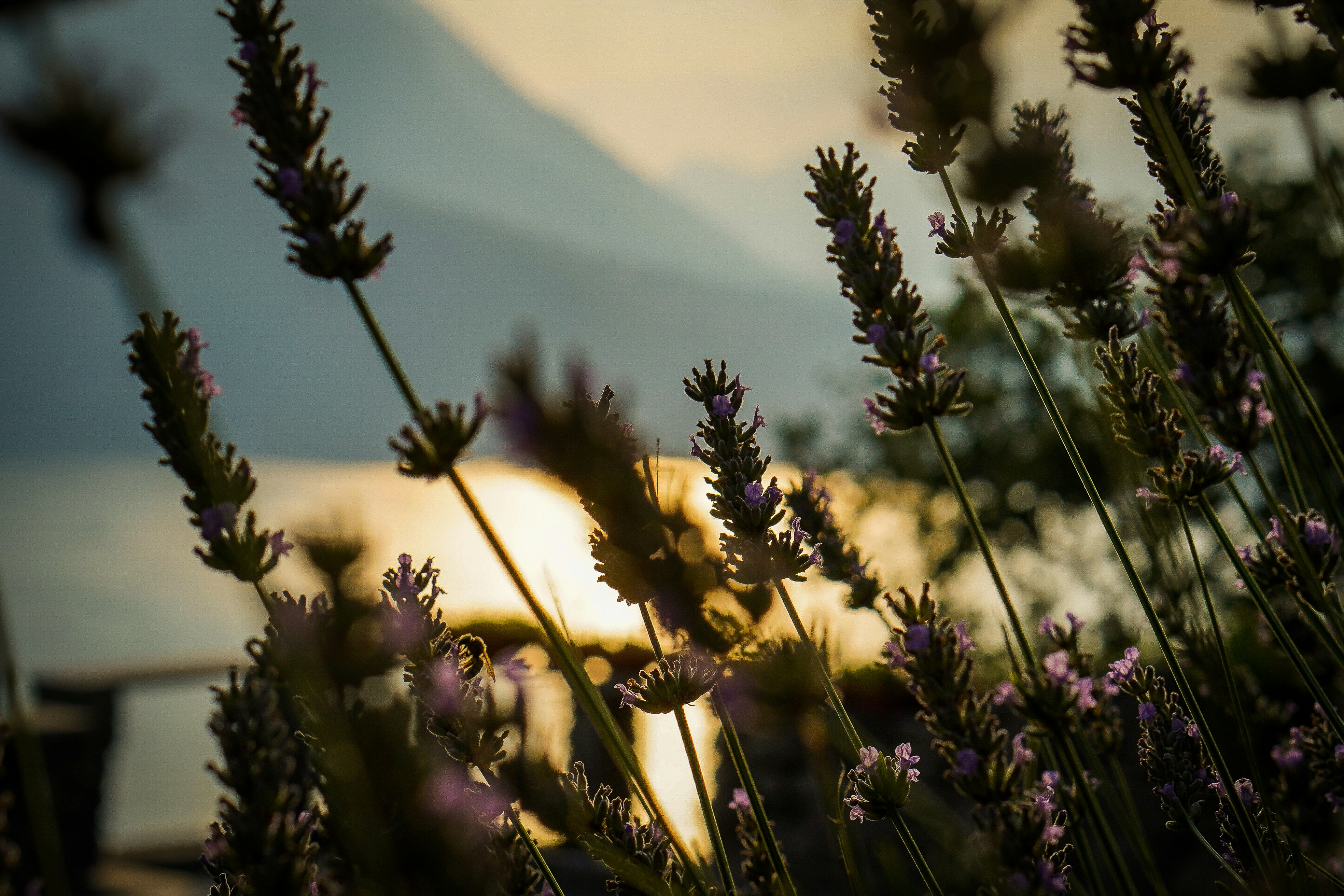 Lavender flowers gently sway in the foreground, illuminated by the soft glow of a sunset reflecting on the water in the background.