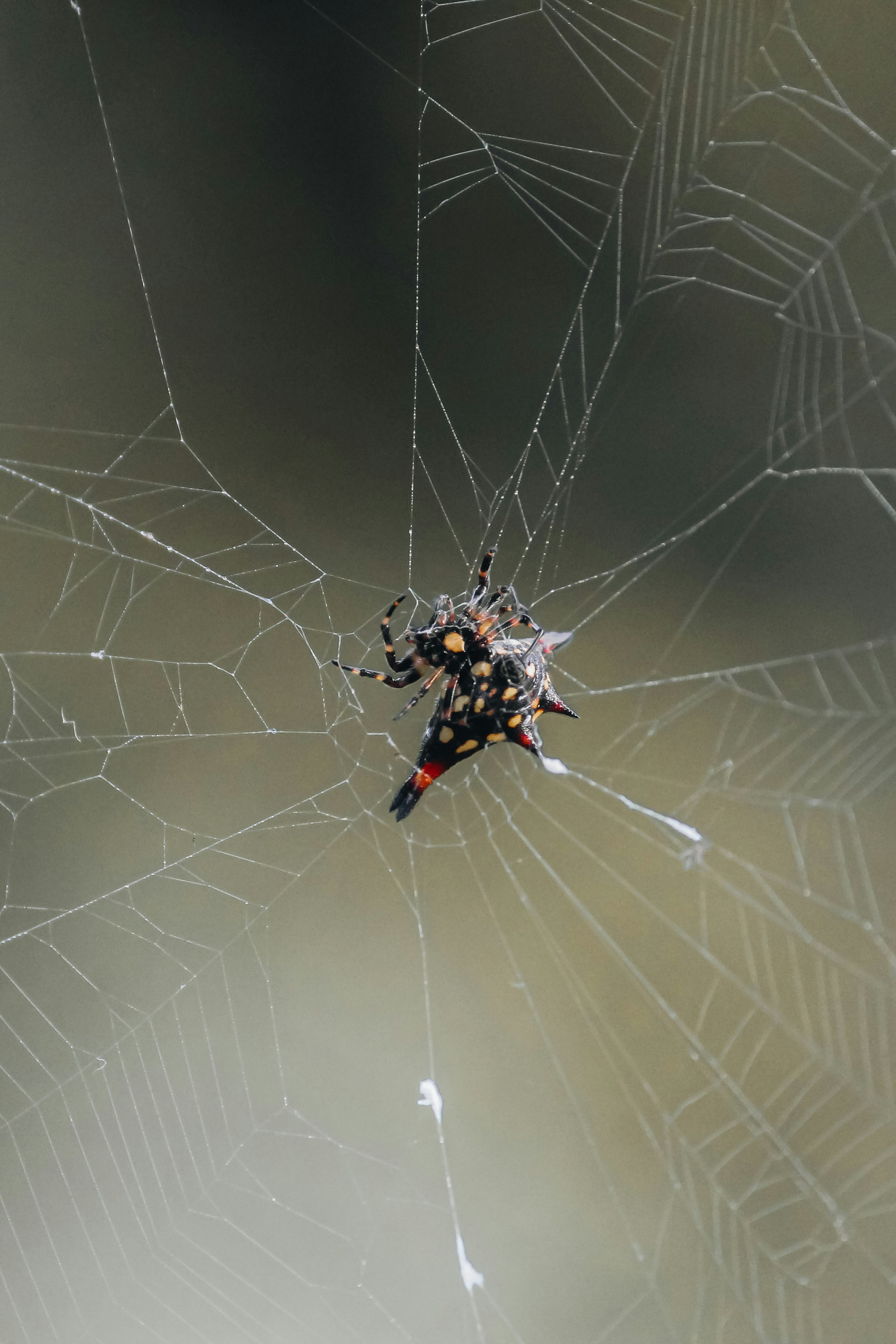 A vividly colored spider rests at the center of its intricately spun web, showcasing the delicate craftsmanship of nature. The blurred background enhances the focus on the spider's striking patterns.