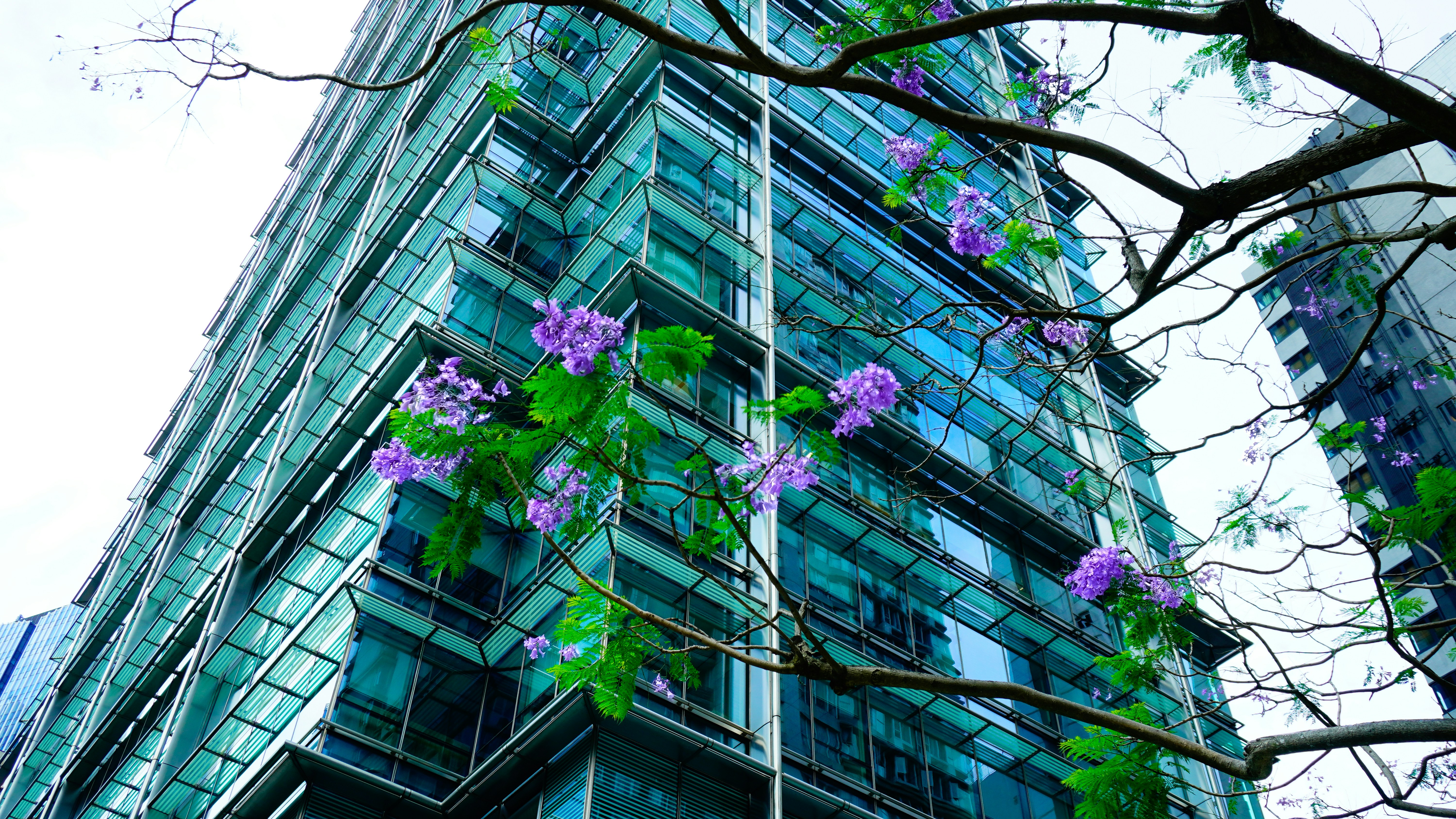 Wisteria Framing a Glass-Fronted Tower