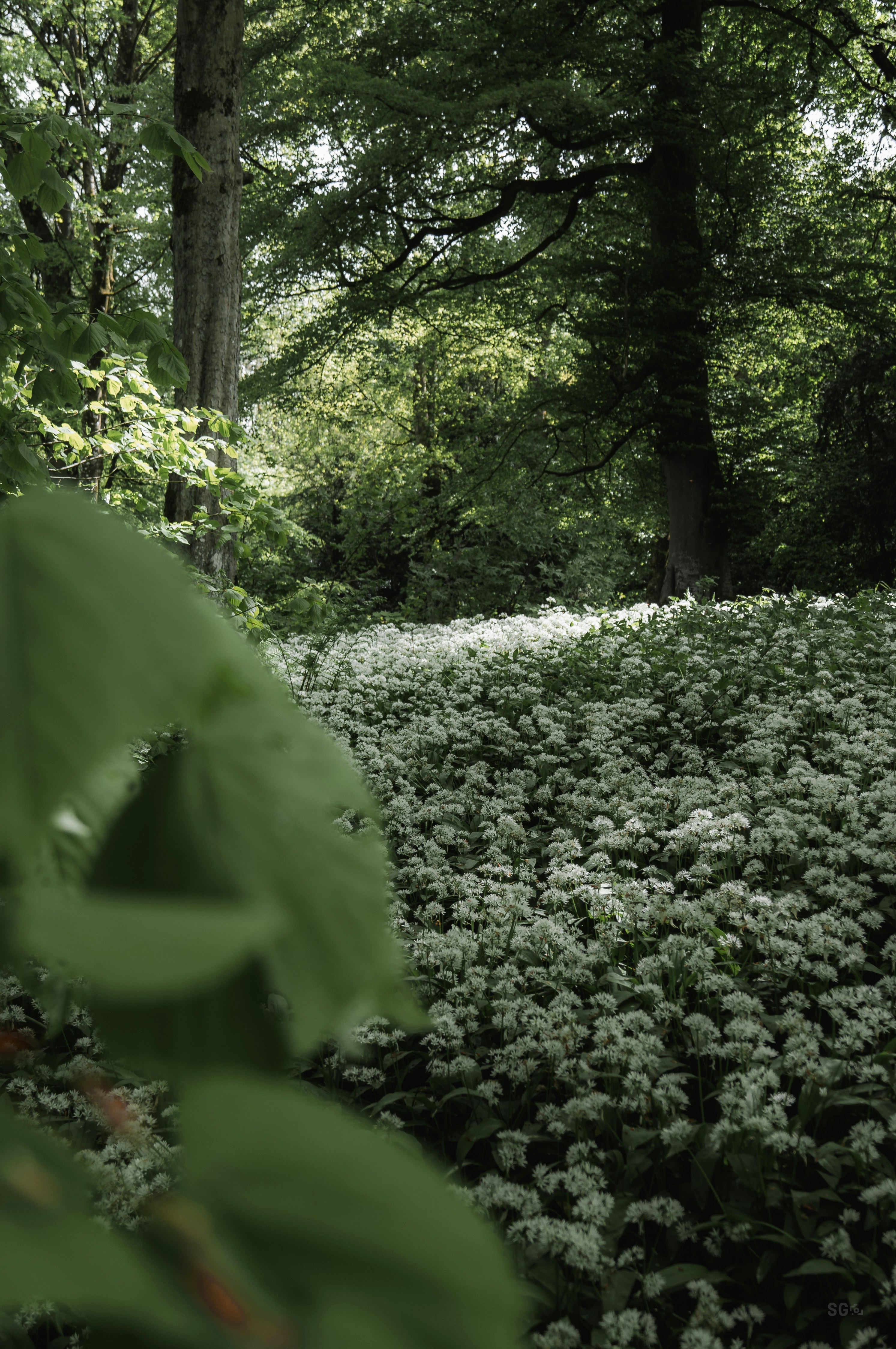 Forest floor blanketed with dense white blooms beneath a green canopy. Large foreground leaves frame the scene.
