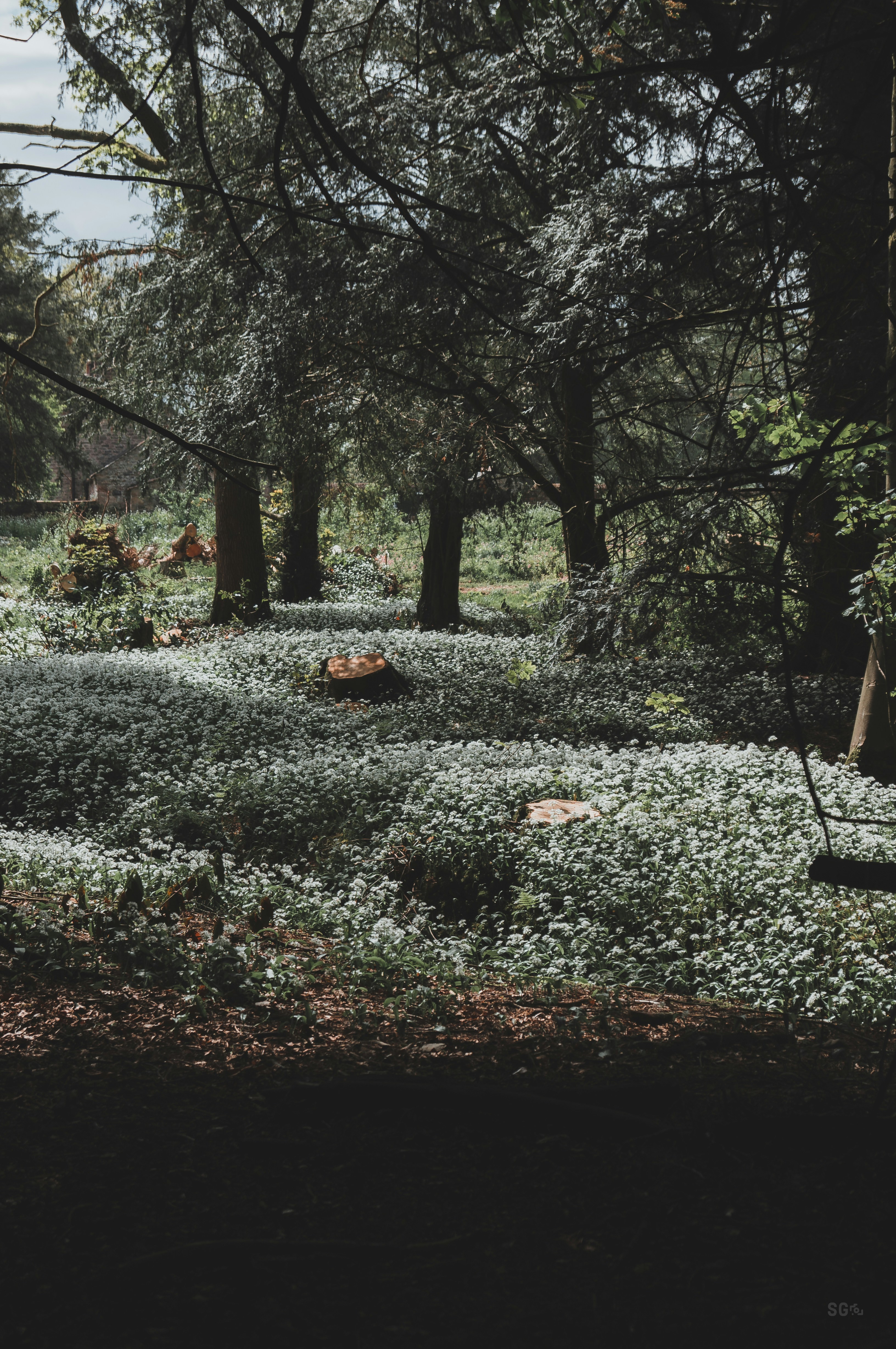 Glade in Bloom: Quiet Carpet of White Flowers Under Dappled Shade