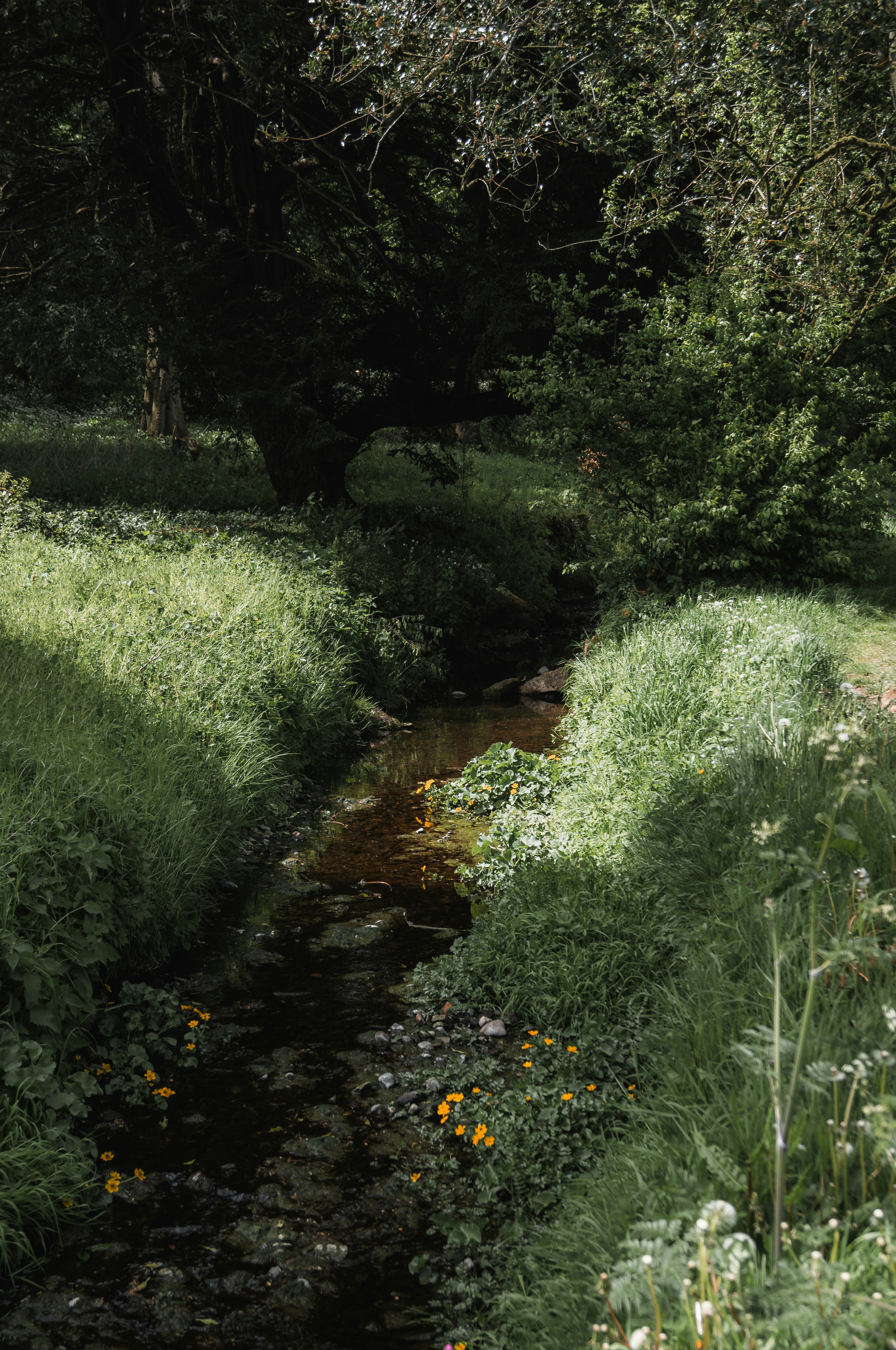Narrow creek winds between tall grasses and wildflowers in dappled light beneath a shady thicket.