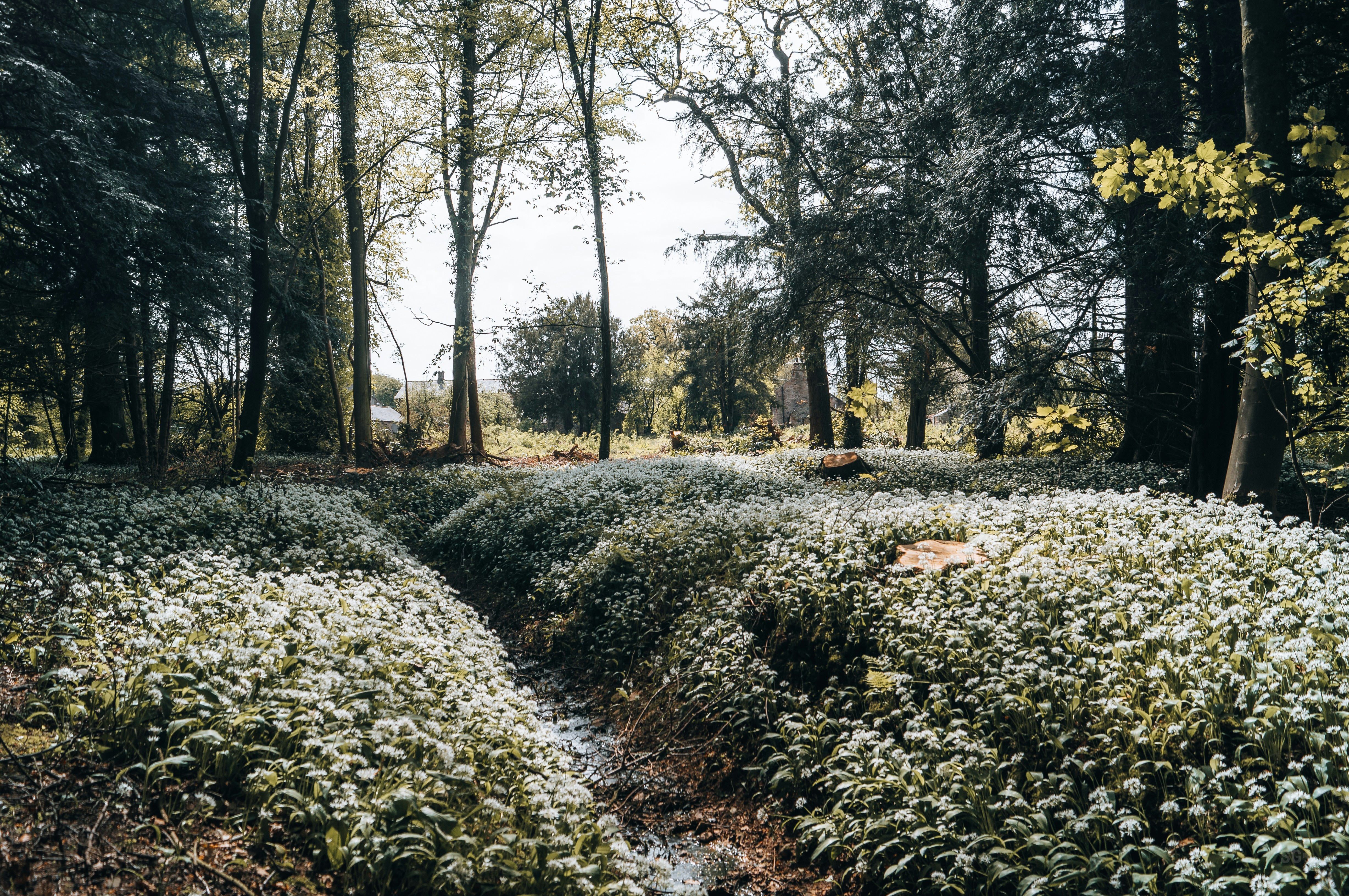 White flower rows form a winding path through a garden, leading toward a sunlit tree line.