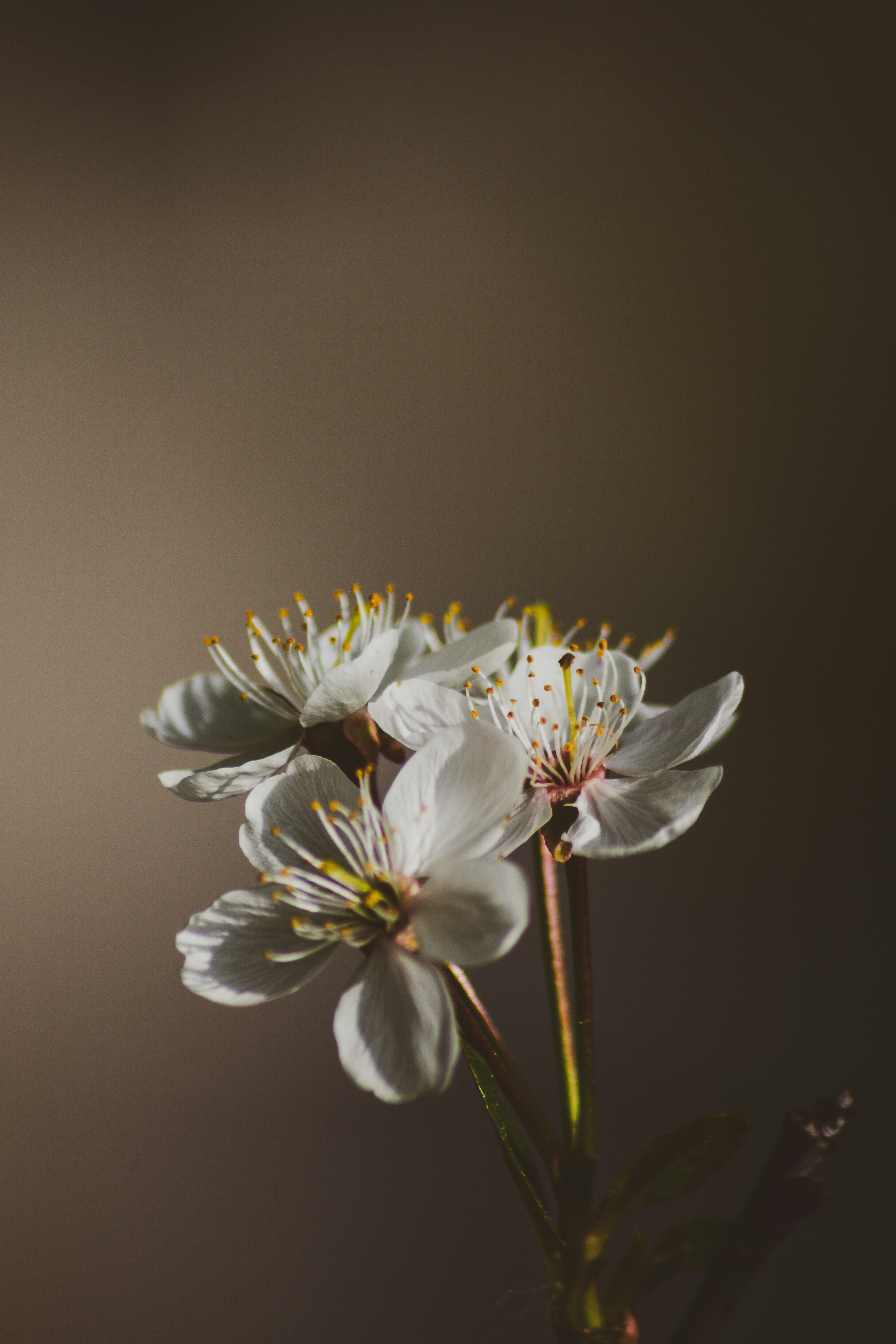 Whispering Blooms: A Macro Portrait of White Petals in Velvet Bokeh