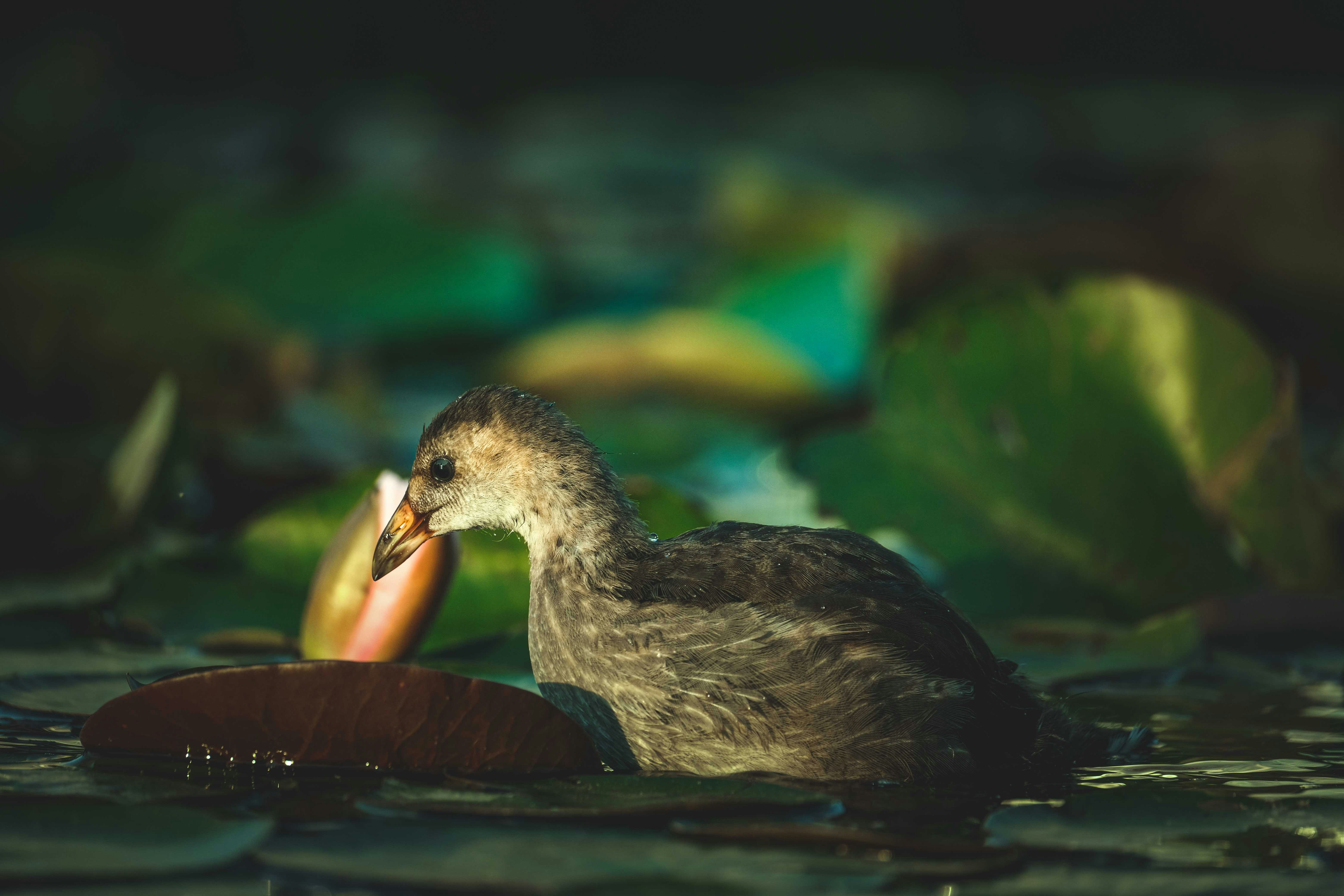 Dappled Duckling Resting Amid Floating Pond Leaves