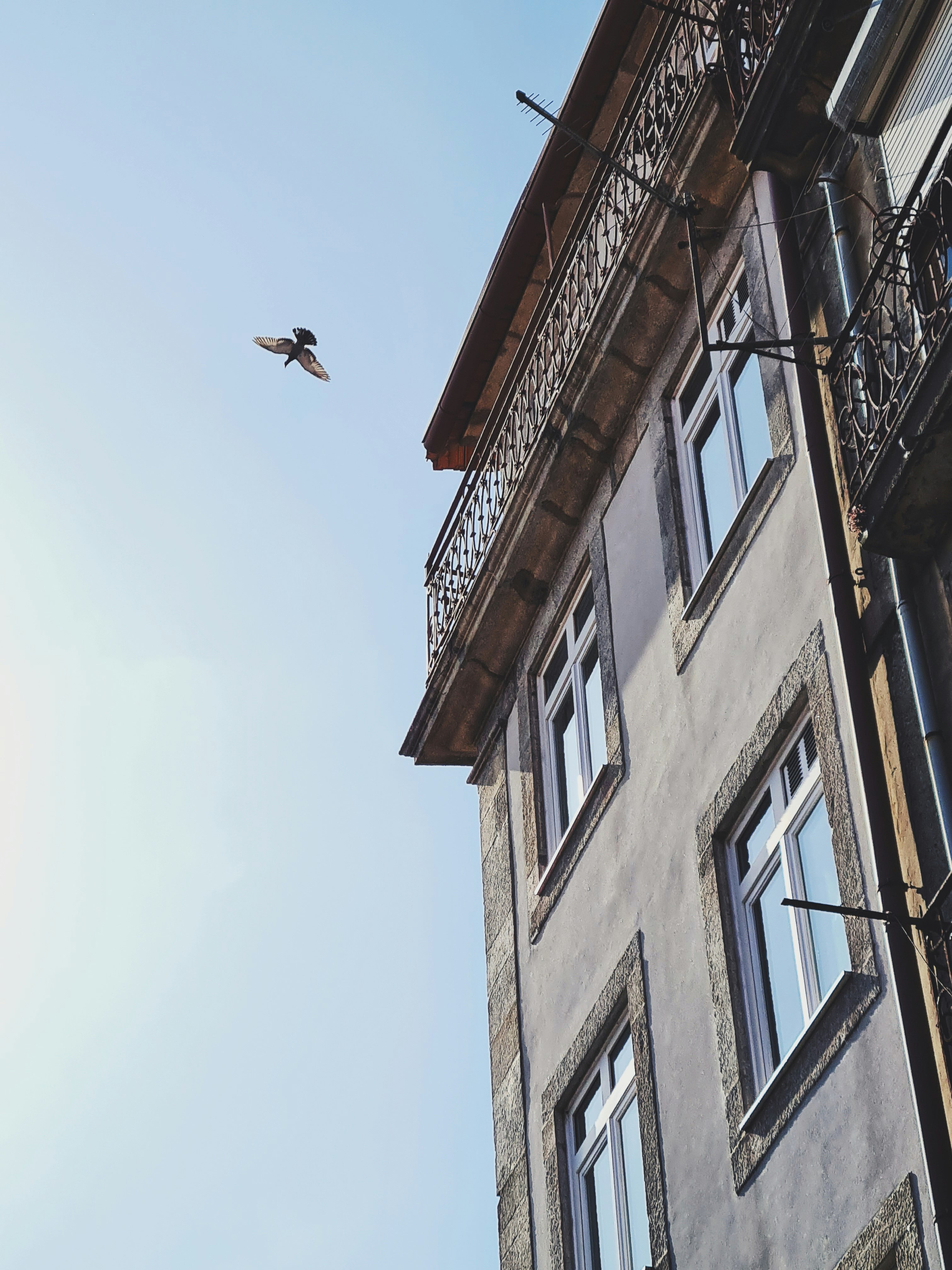 A bird flying in front of a tall building photo – Free Grey Image on ...