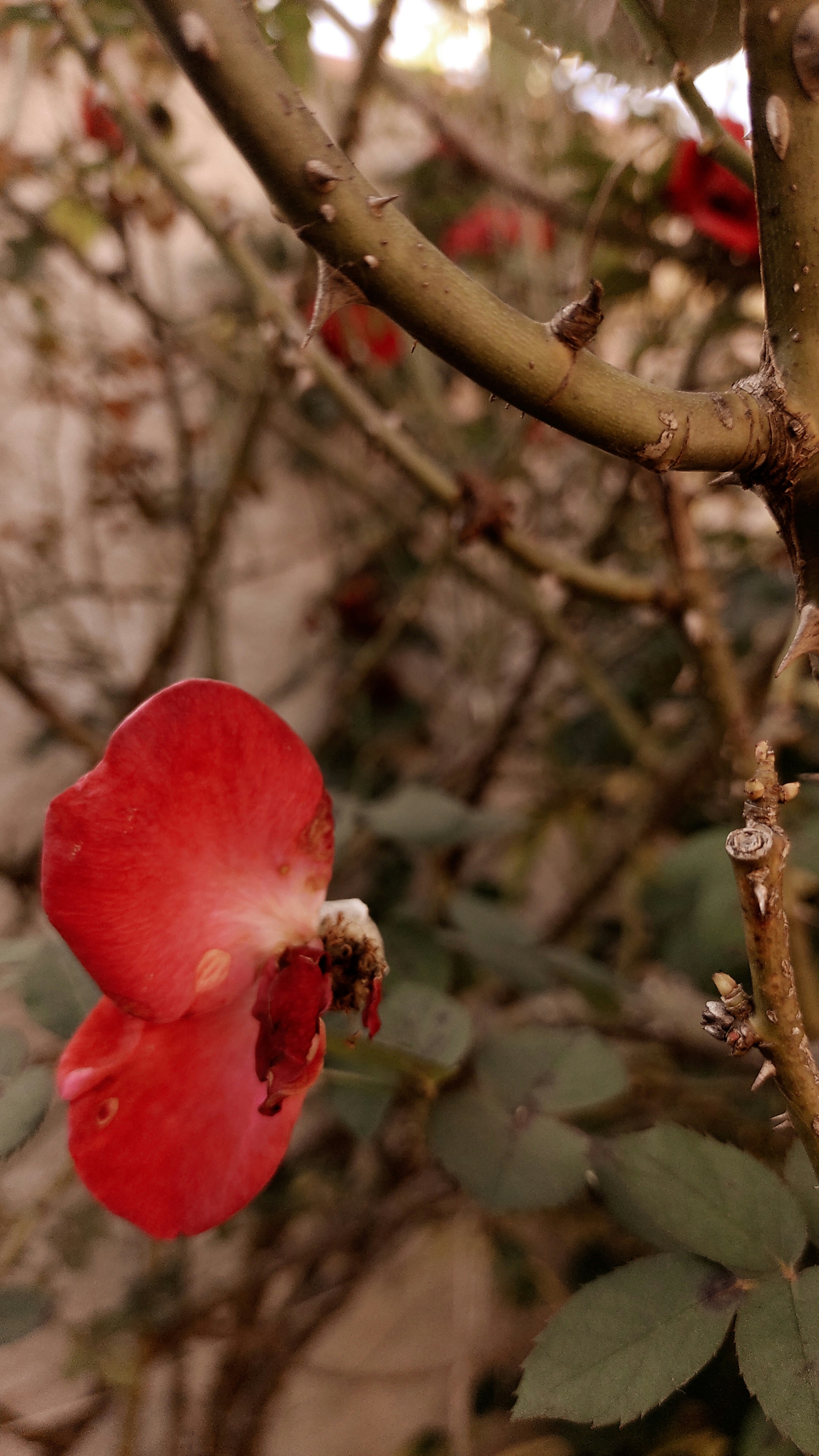 Scarlet Bloom Amid Thorny Grays