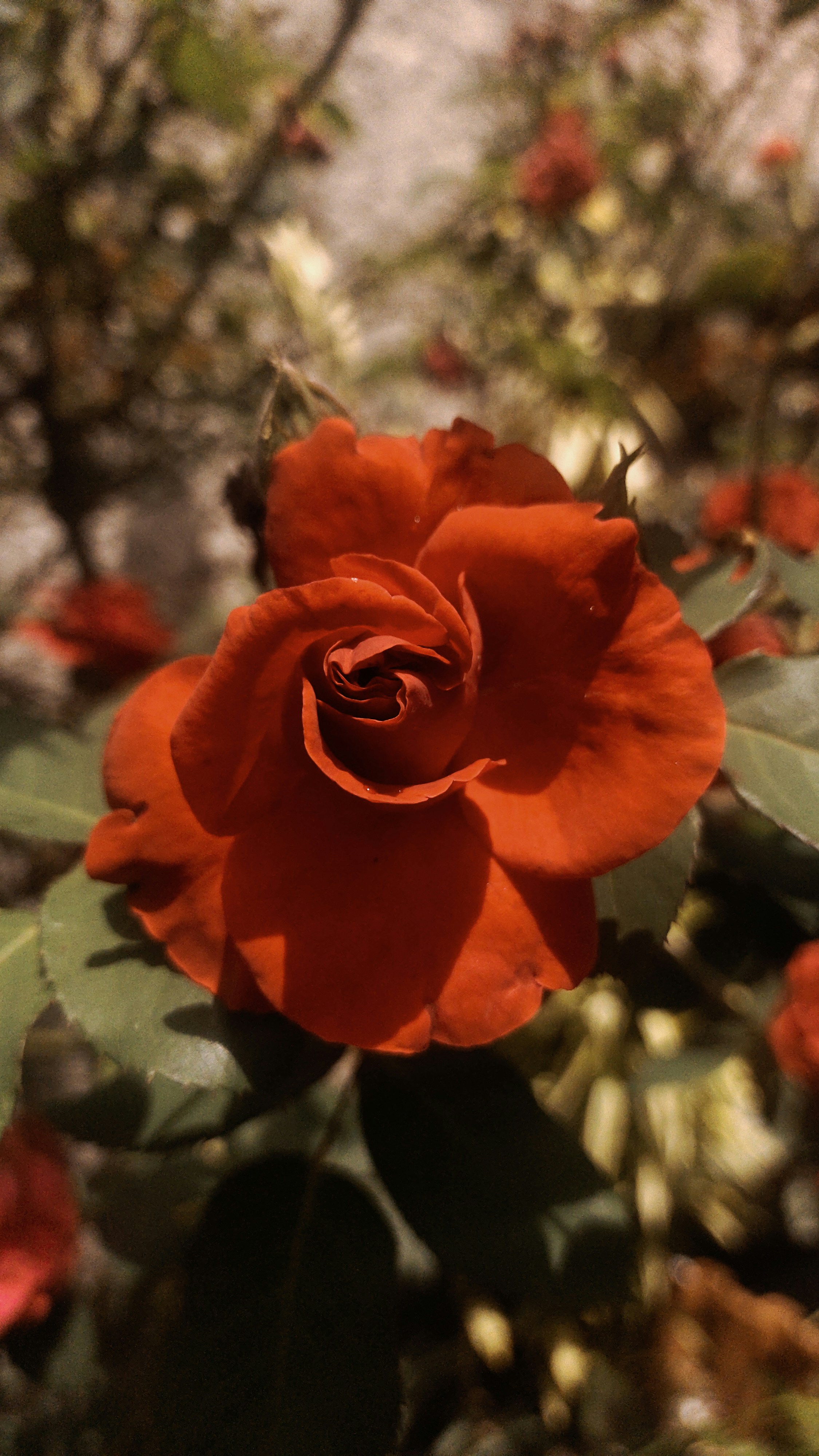 Close-up photograph of a fiery red rose with a softly blurred garden backdrop.