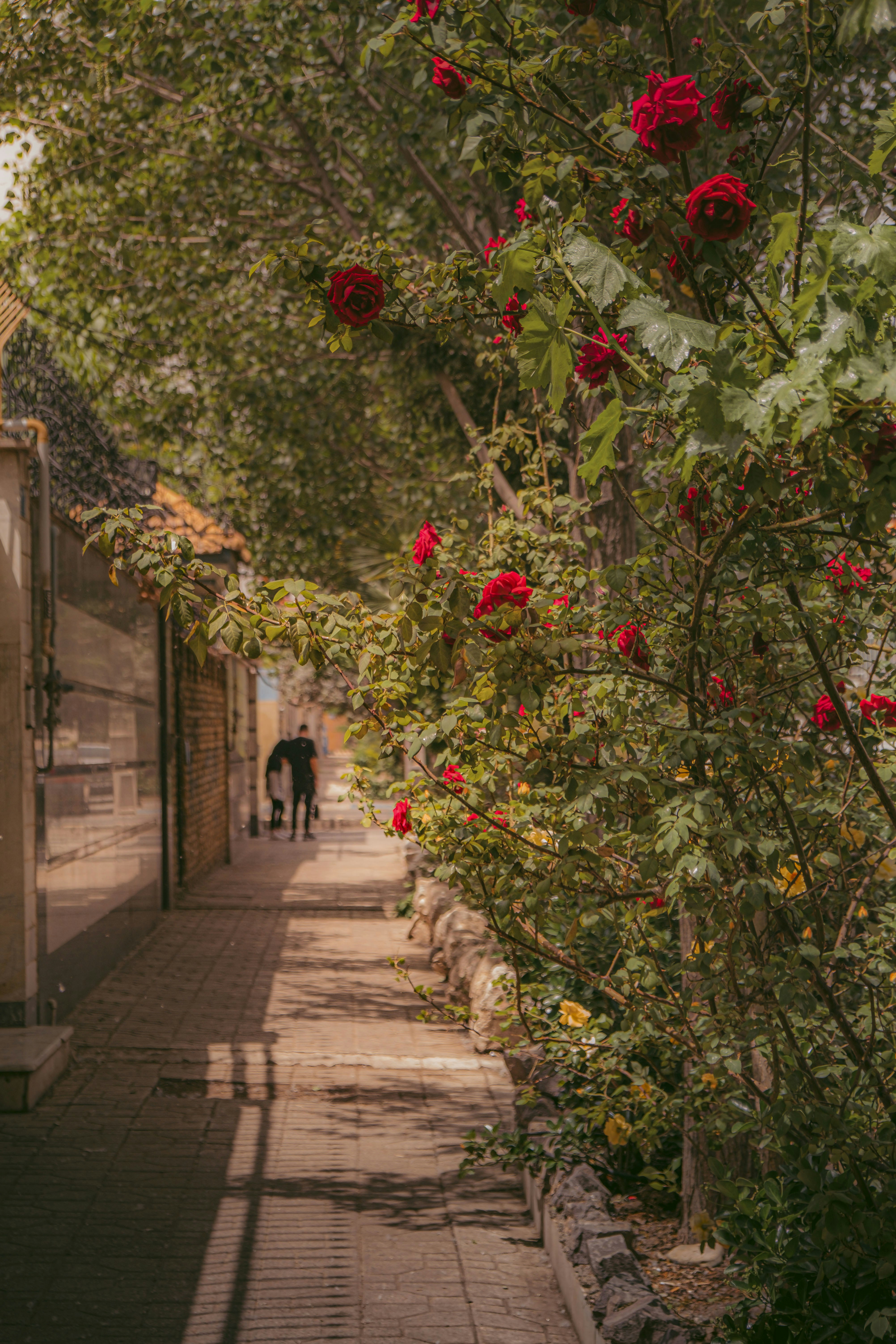 Rose-arched Alley: A Quiet Walk Toward Distant Figures