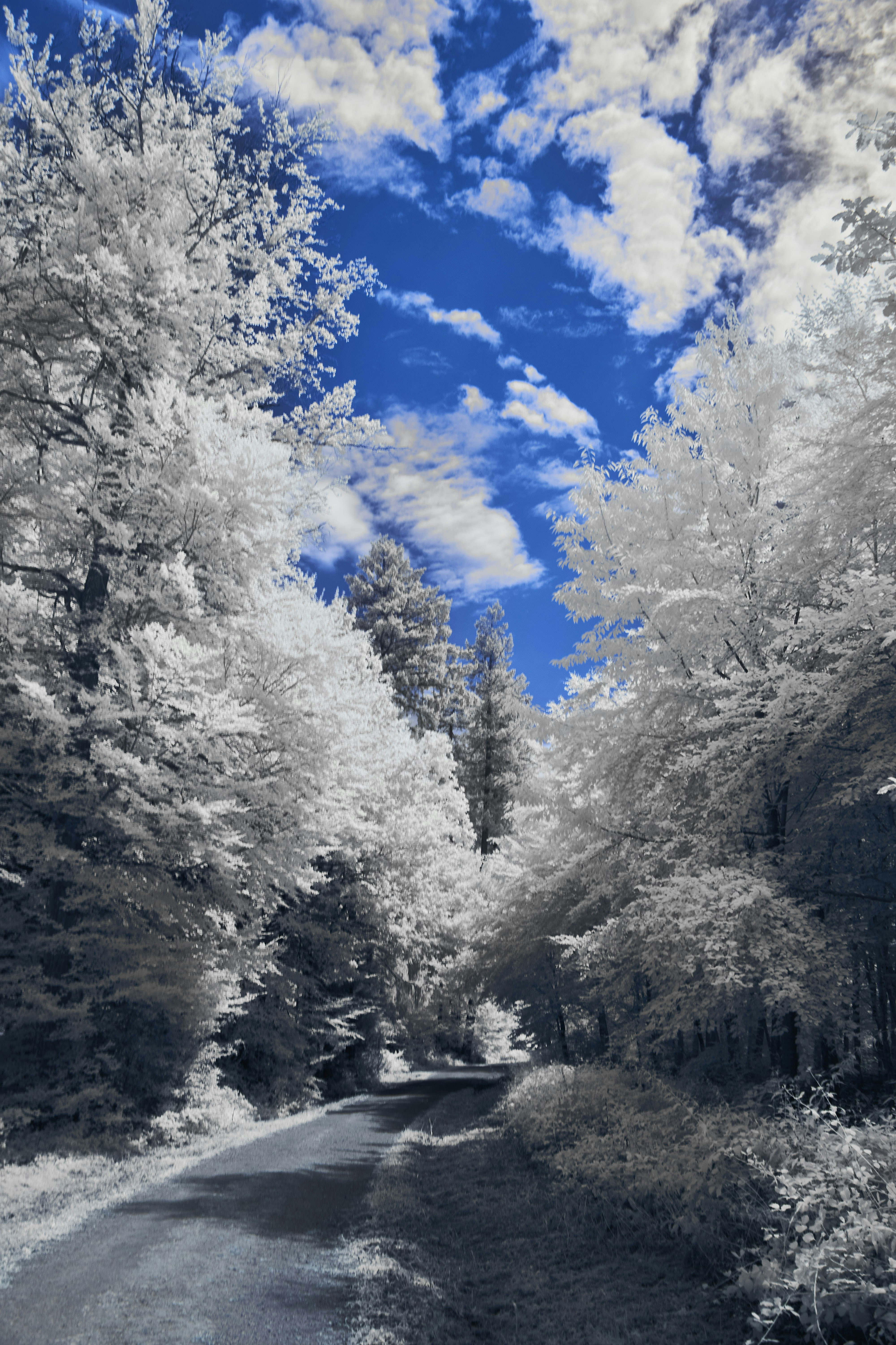 Foto Infrarrojo infrarrojo infrarrojo infrarrojo infrarrojo – Imagen ...