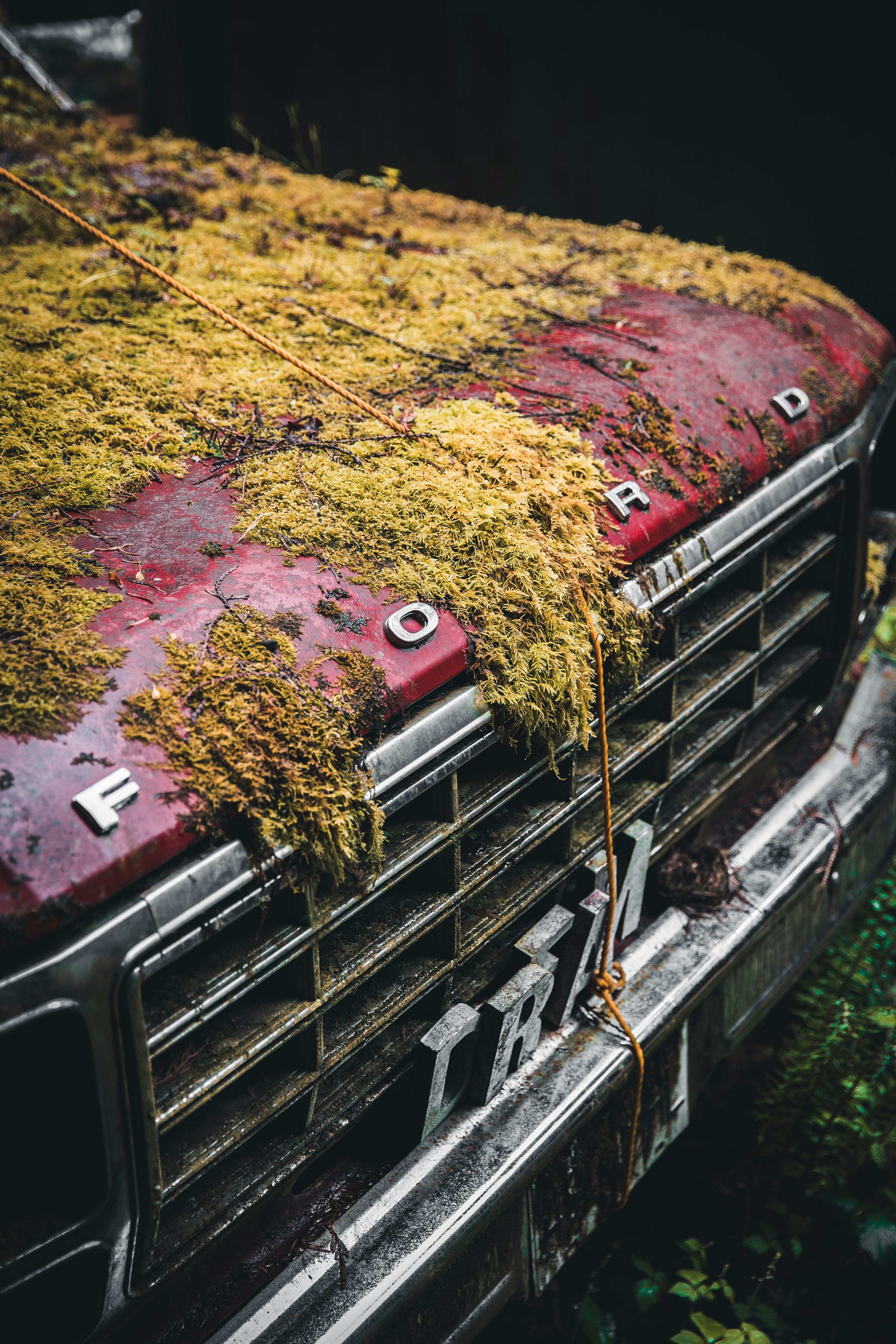 Moss Over Maroon: The Quiet Decay of a Ford Front
