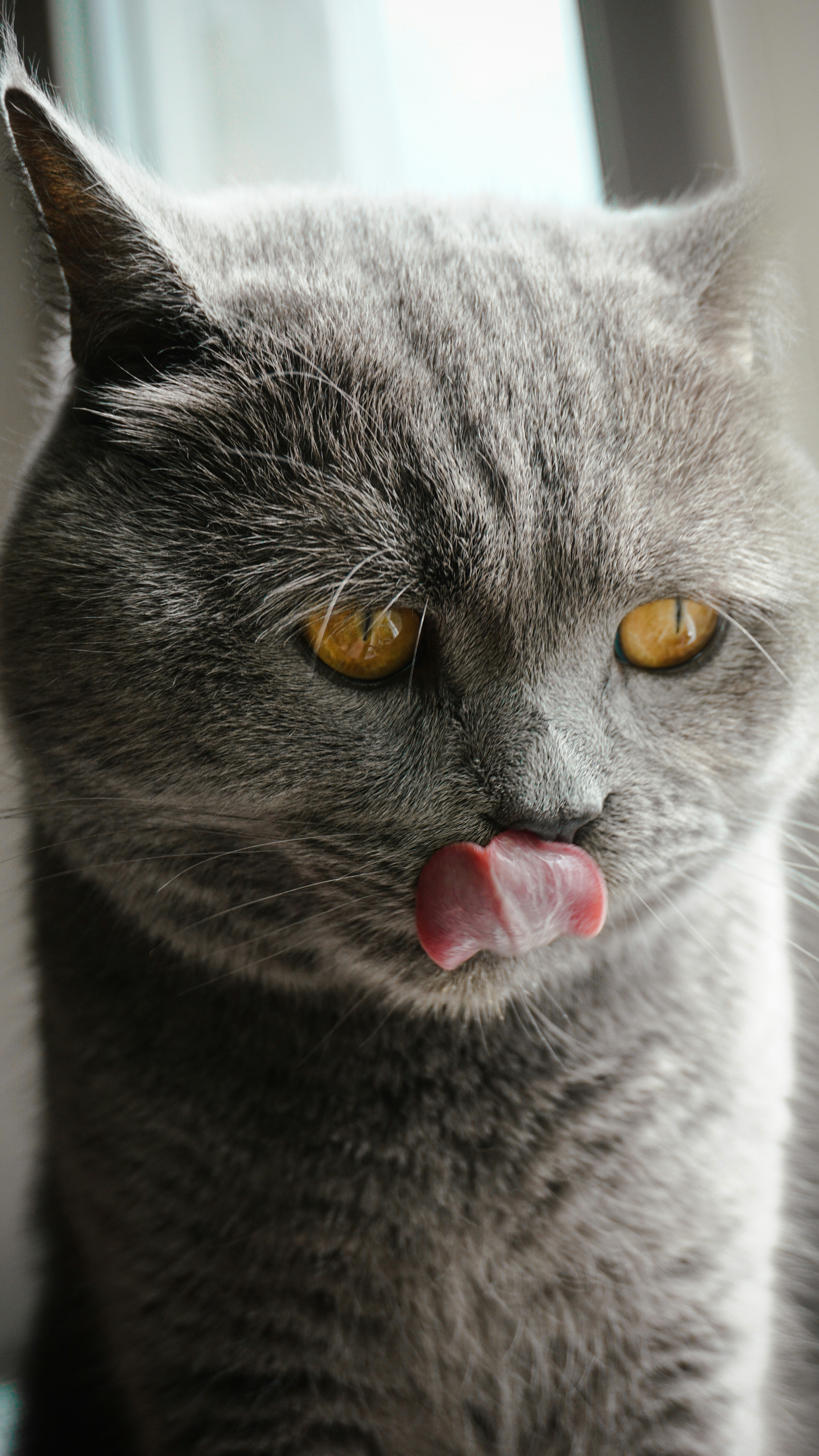 Cat Tongue Magnified