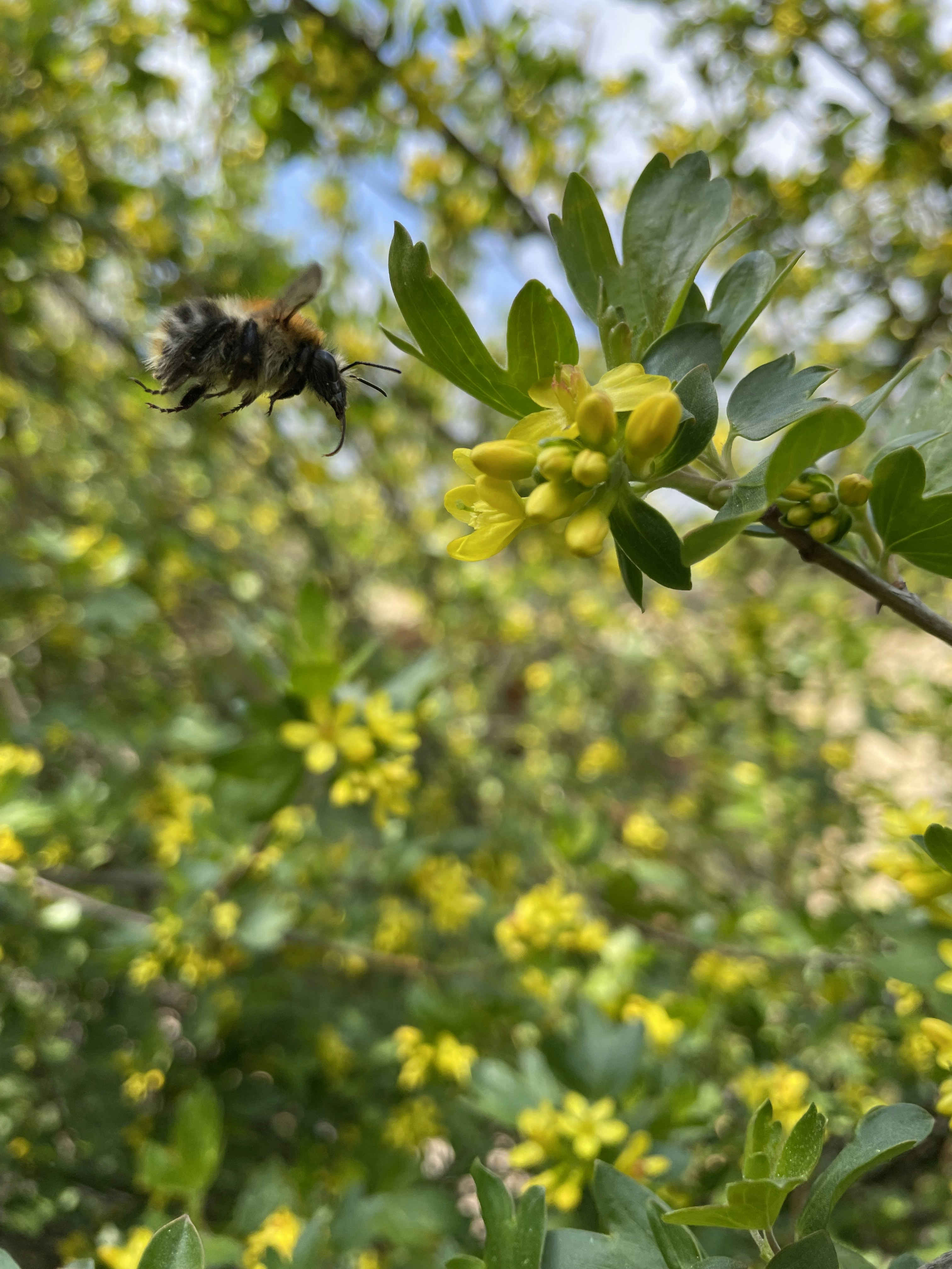 Bee in Flight Toward a Golden Bloom Amid Sunlit Foliage