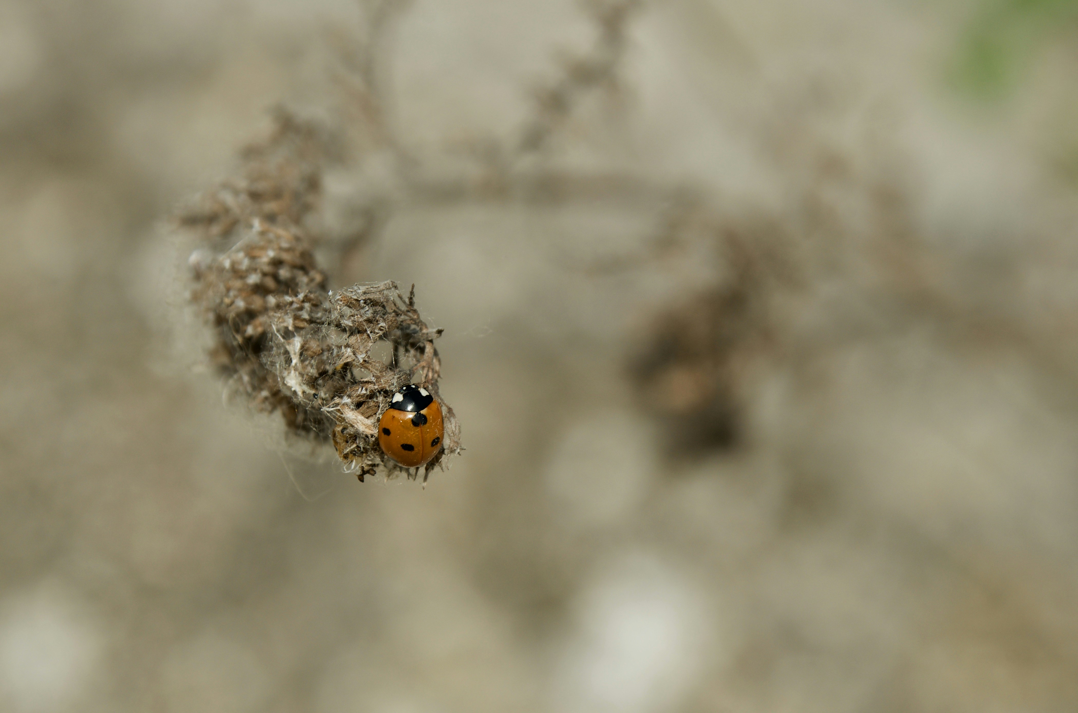 A lady bug crawling on a plant in a field photo – Free Green Image on ...