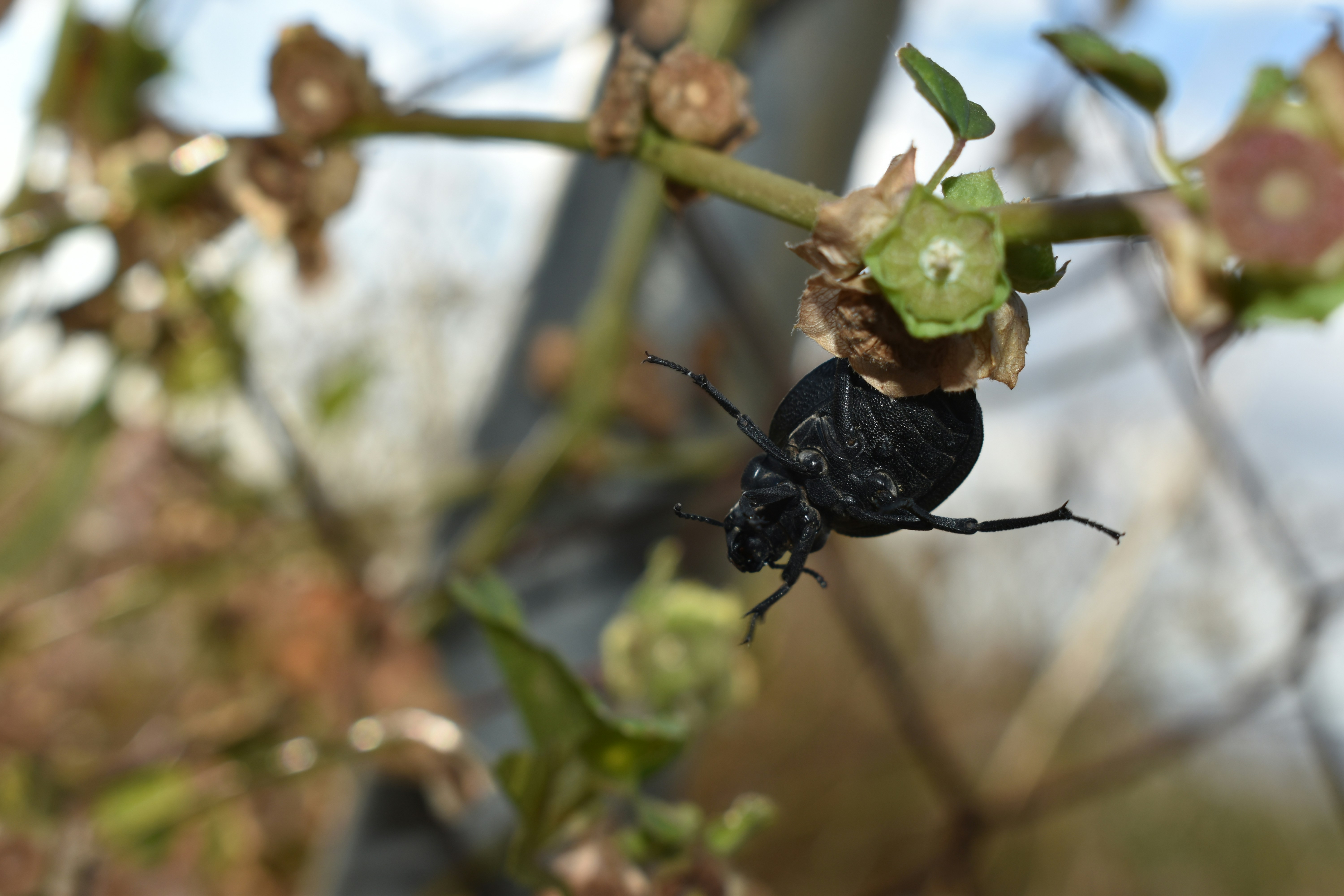 On the Edge of Bloom: a Black Beetle Clings to a Budding Branch