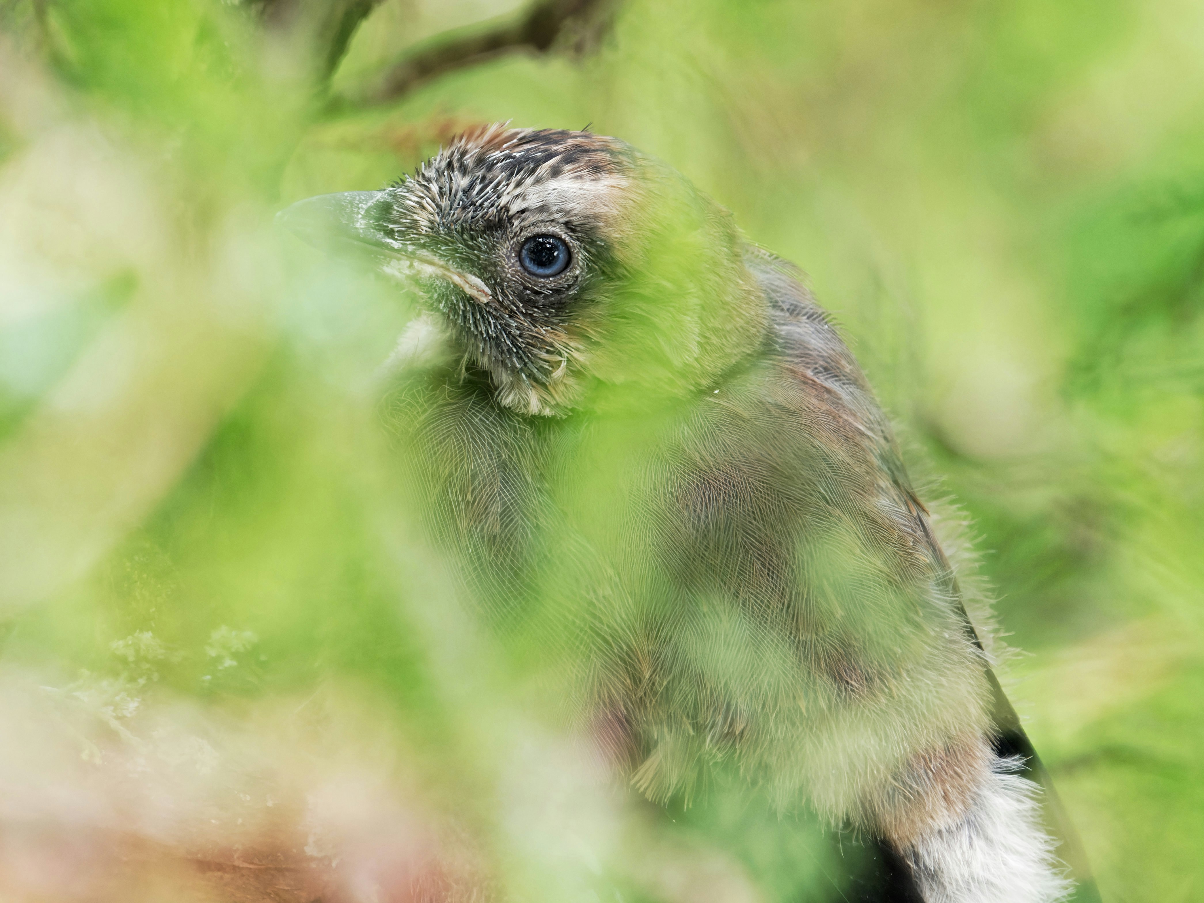 A bird partially obscured by foliage, revealing its inquisitive gaze amidst a lush green backdrop.