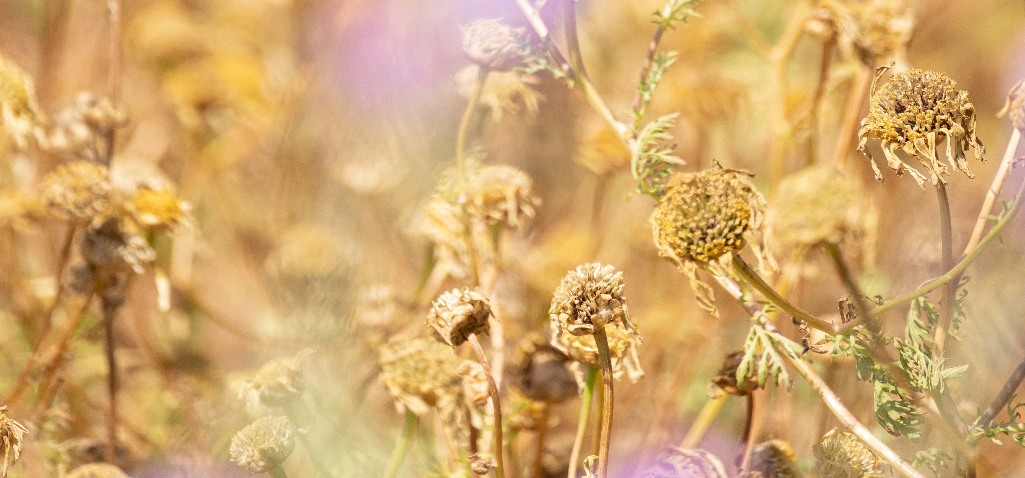 Amber Quiet: Golden Dried-Flower Field in Soft Focus