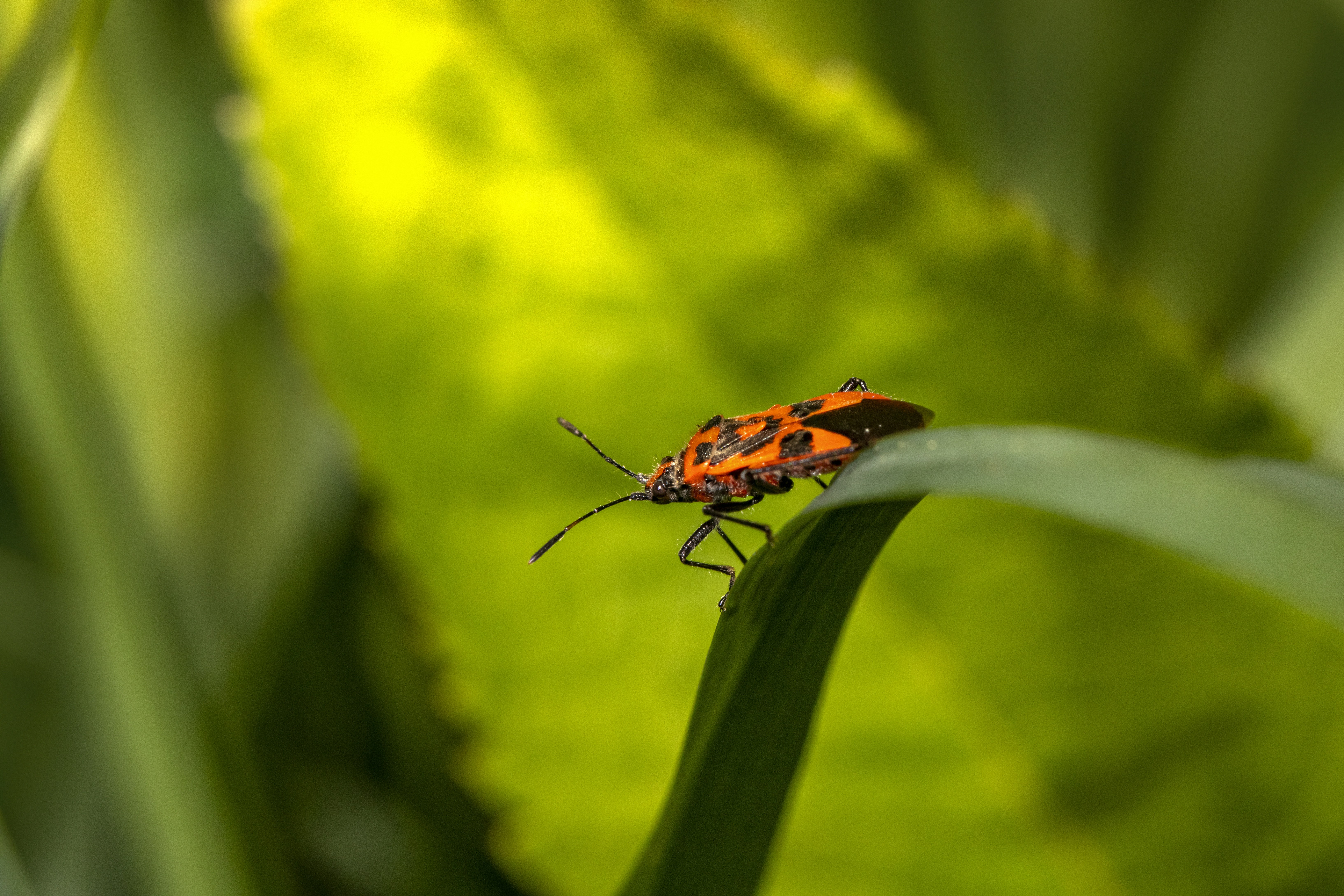 Un insecte rouge et noir assis au sommet d’une feuille verte photo ...