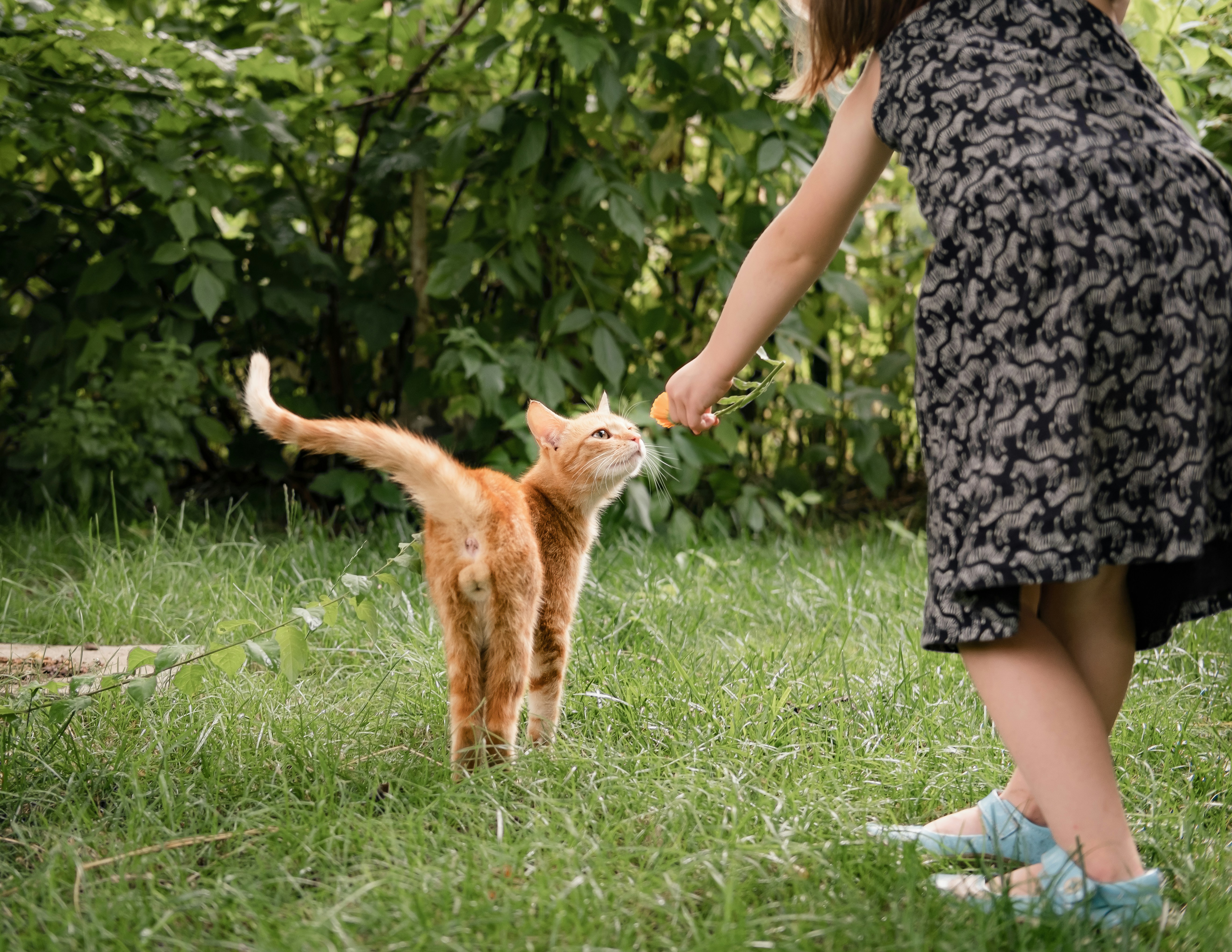 Une femme caresse un chat dans l’herbe photo – Photo Humain Gratuite ...