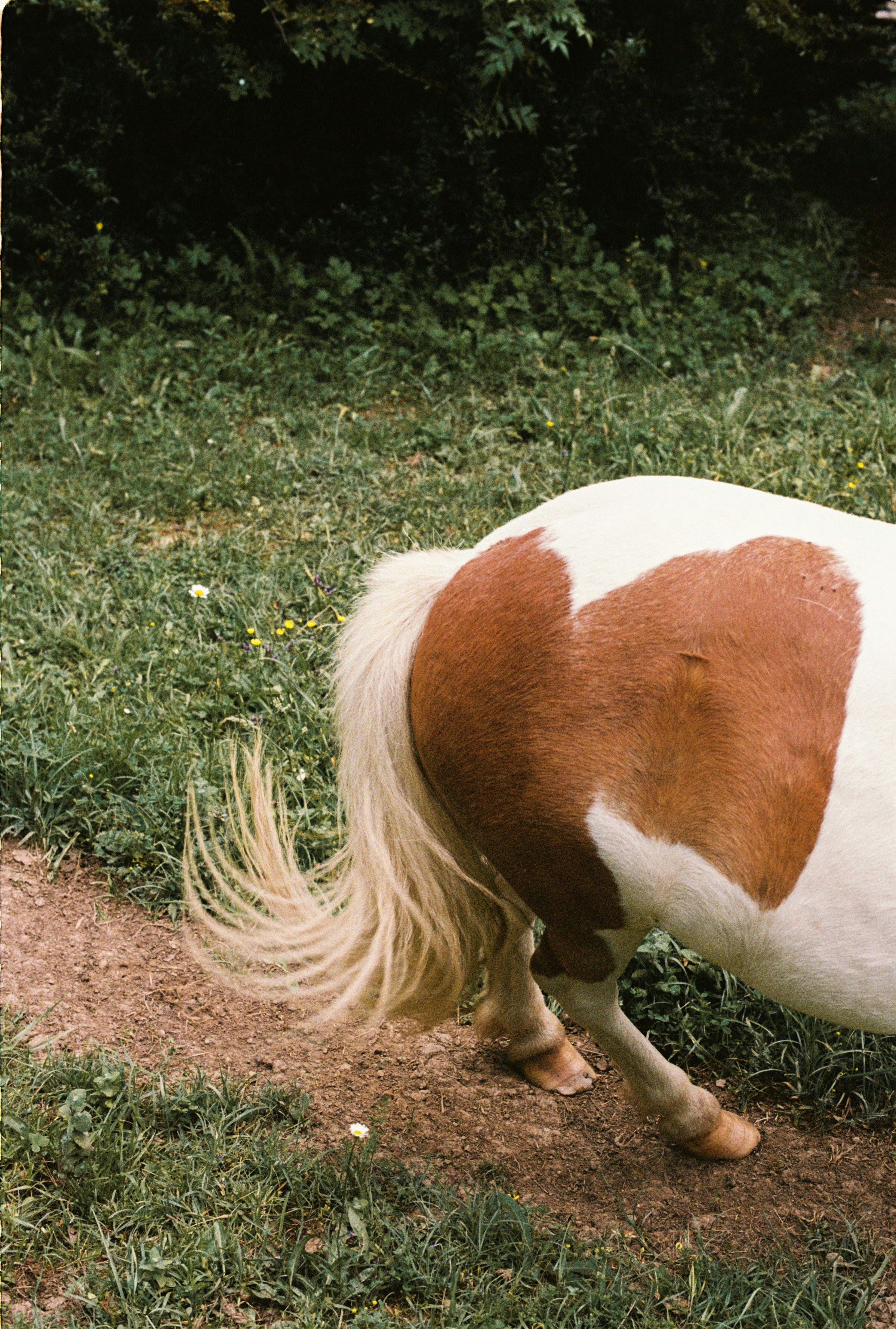 a brown and white horse eating grass in a field