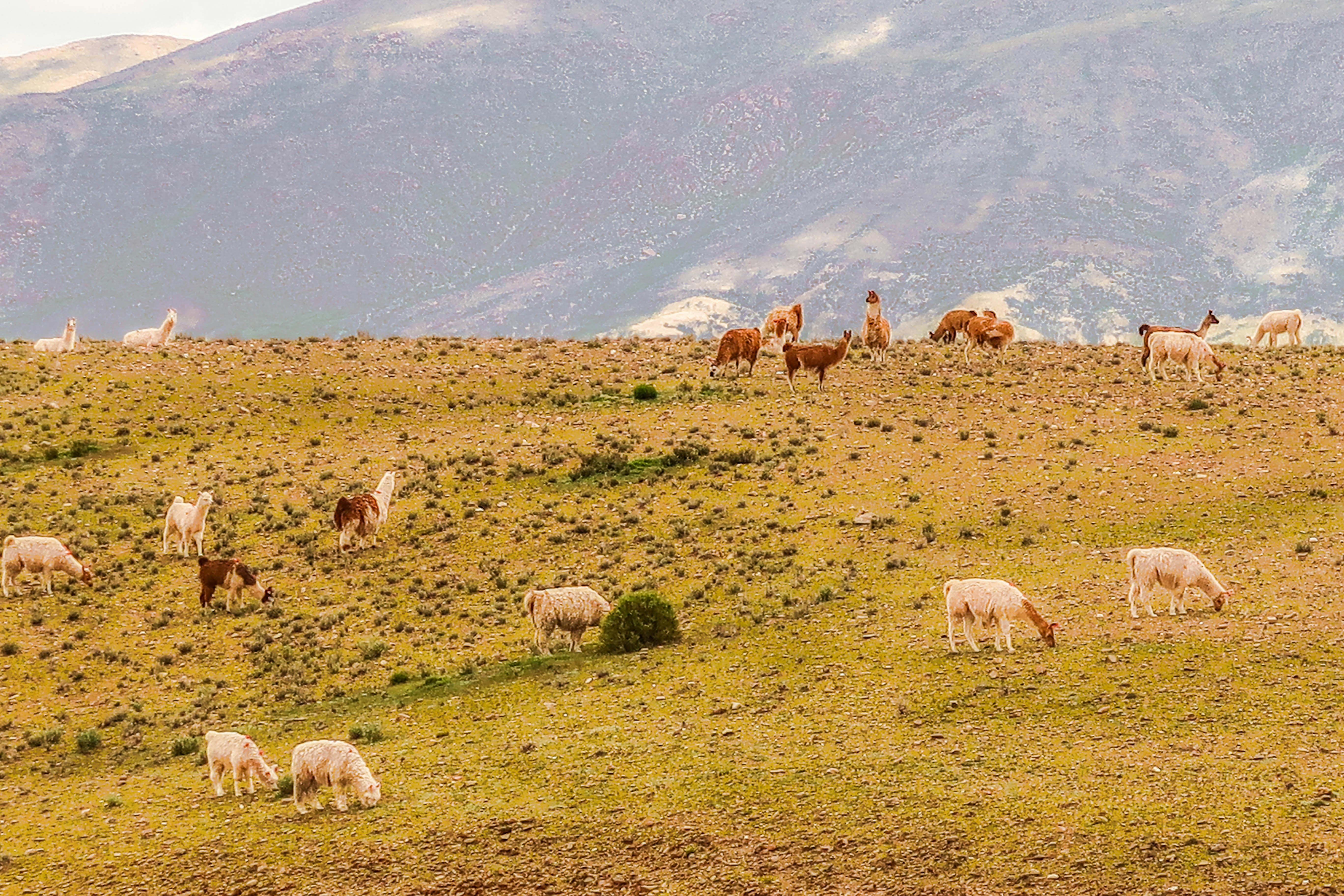 Foto Una manada de animales pastando en una exuberante ladera verde ...