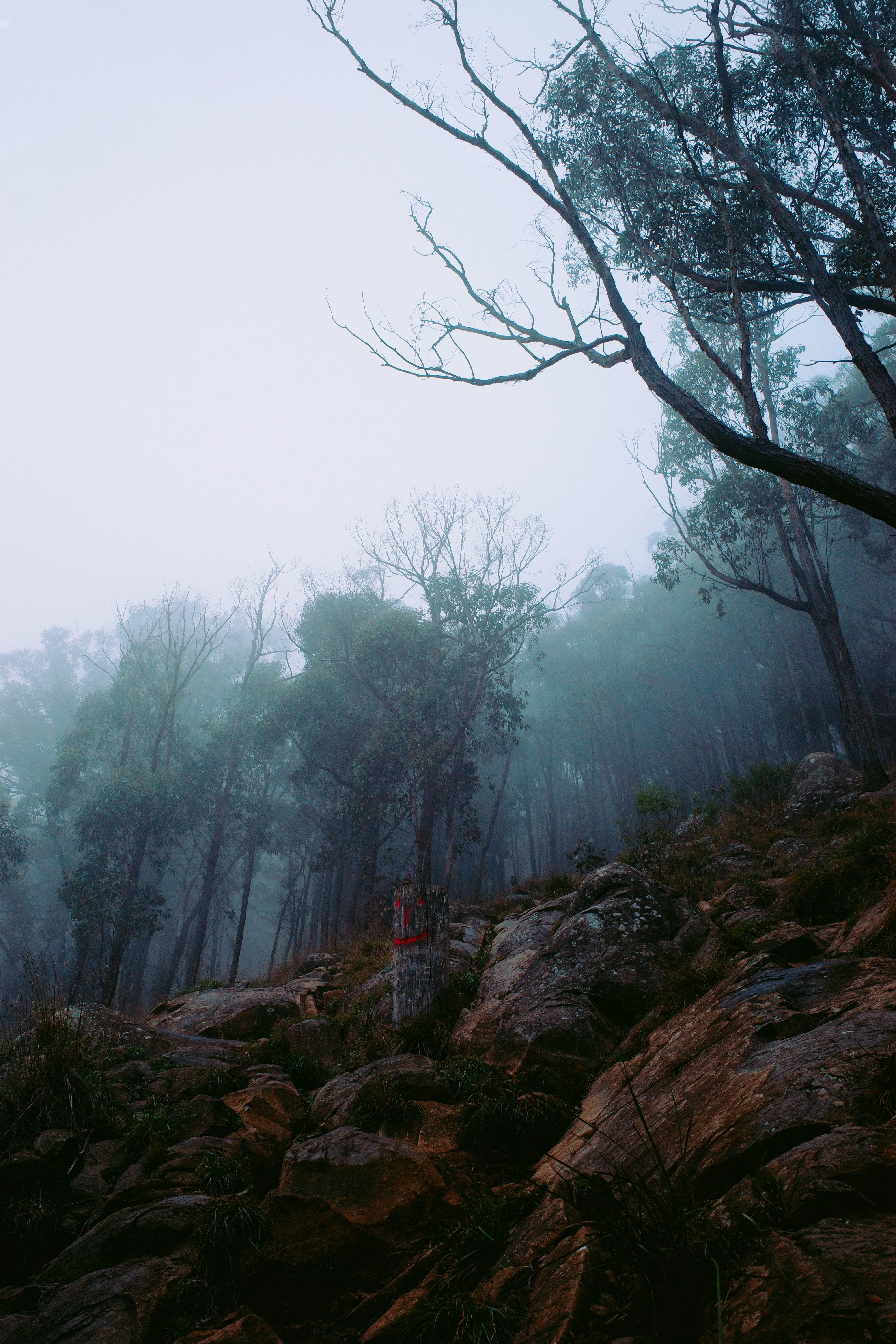 Uphill through a foggy morning amongst the trees and rocks.