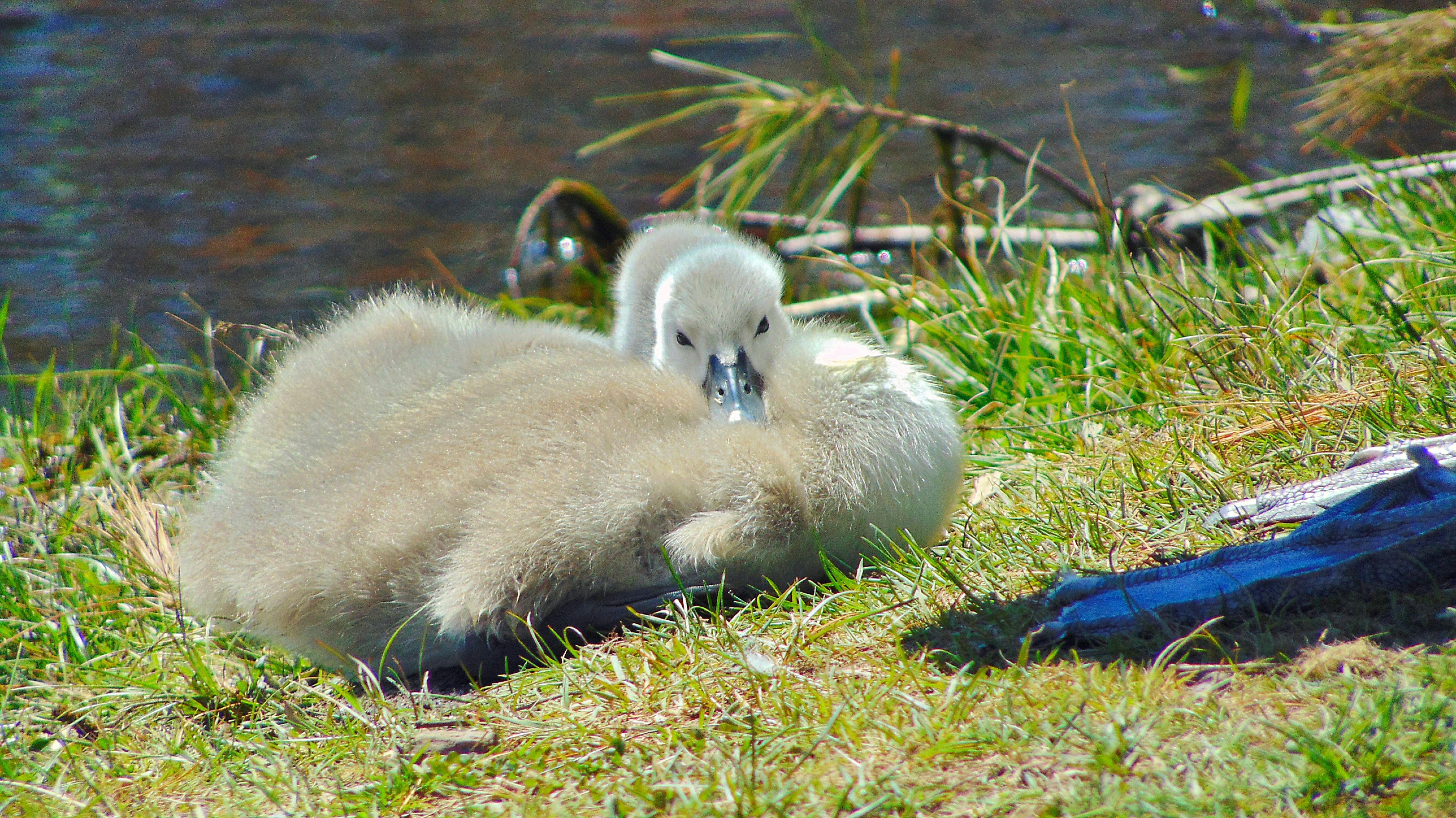 Cute Baby Swans