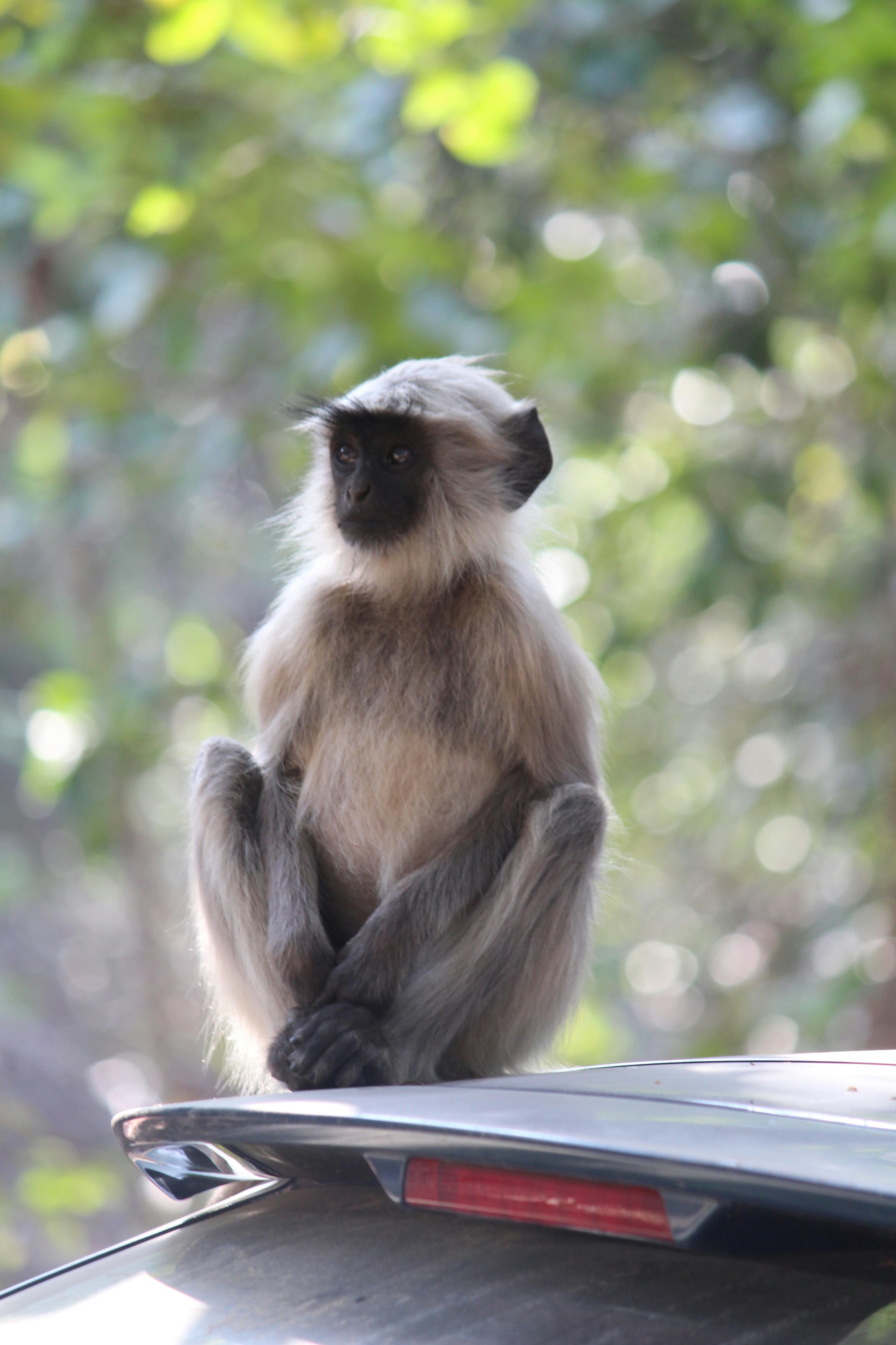 Langur Sentinel on a Car Hood: A Quiet Watch Amid Dappled Green