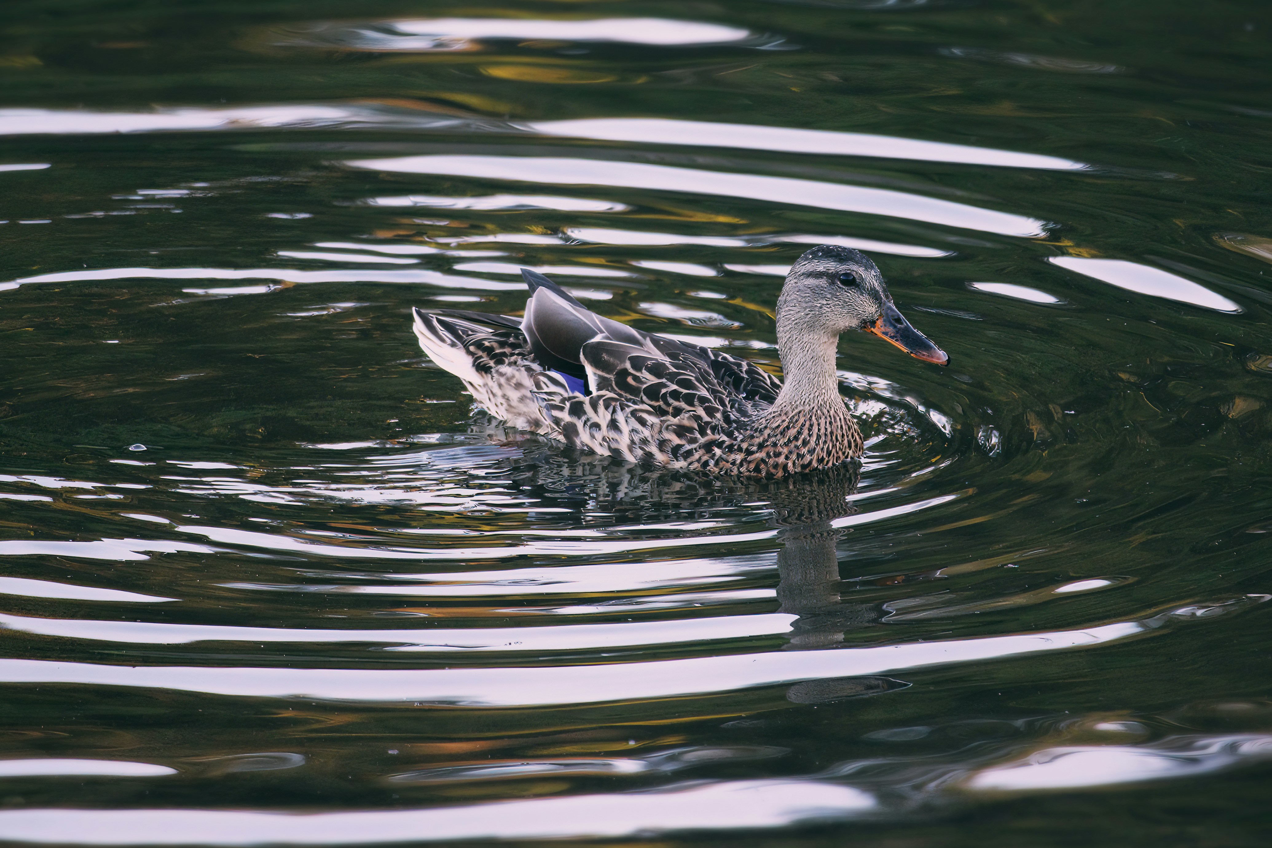 Duck gliding across a calm pond, creating gentle ripples.