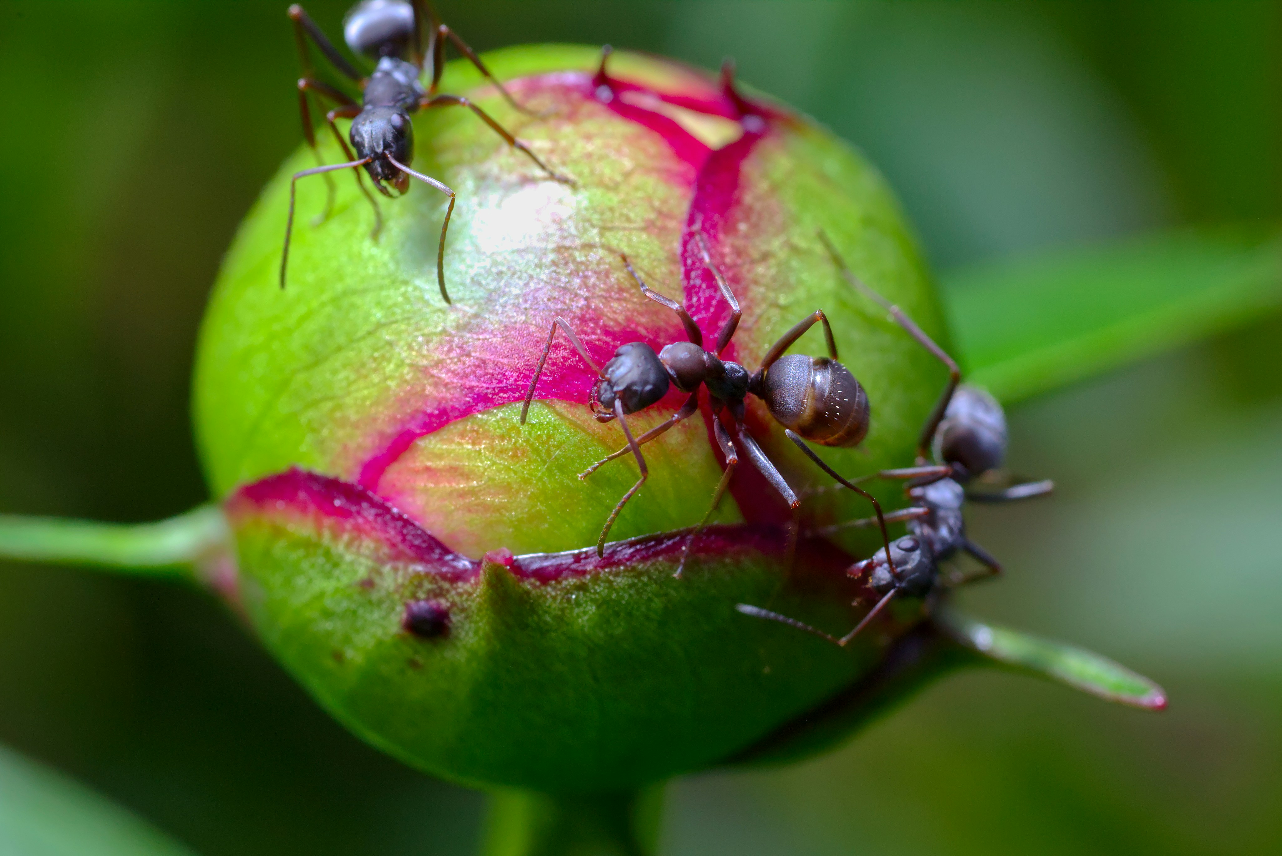 A group of ants on top of a green ball photo – Free Animal Image on ...
