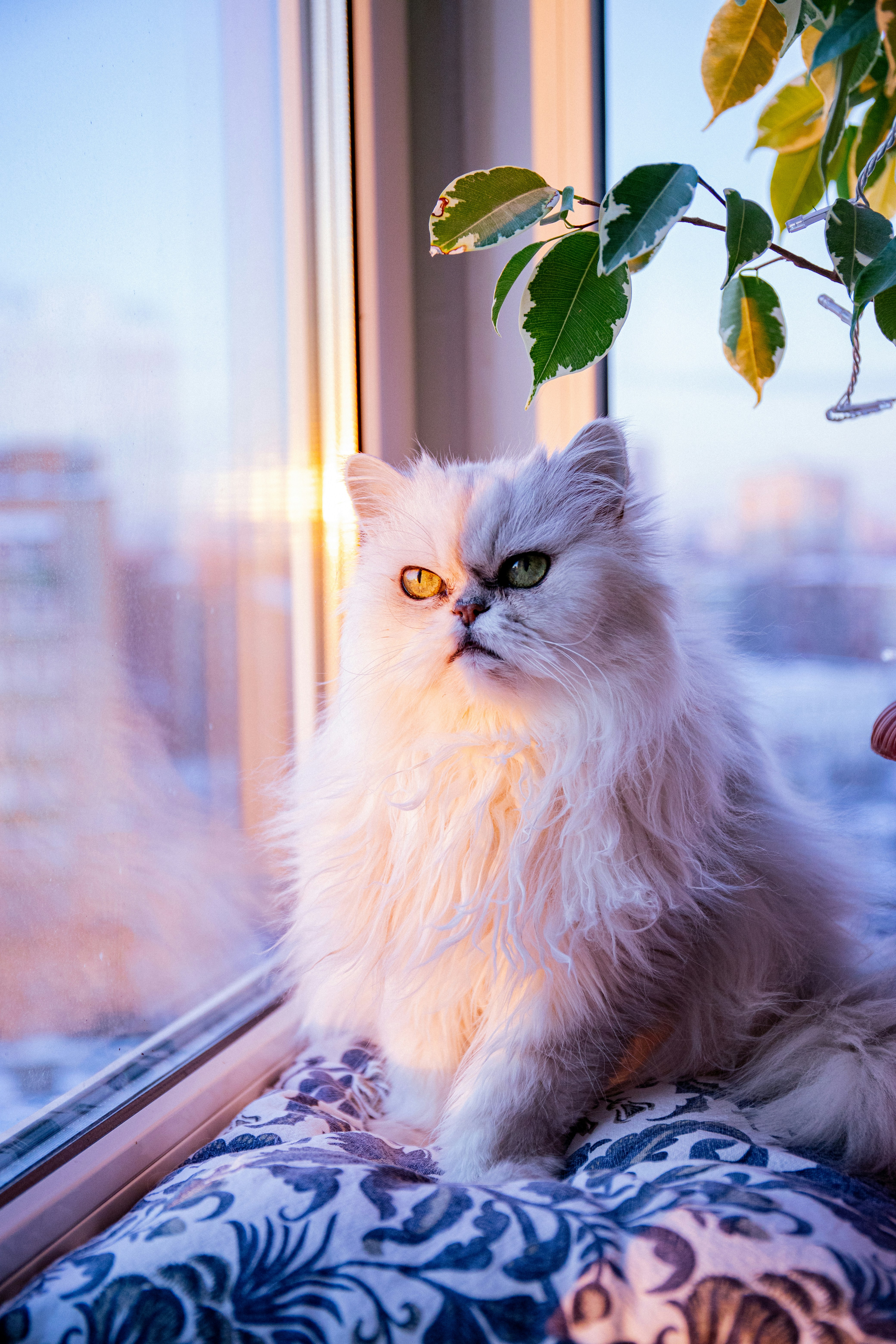 Sunlit Purr: Cat by the Window with Leafy Overhang