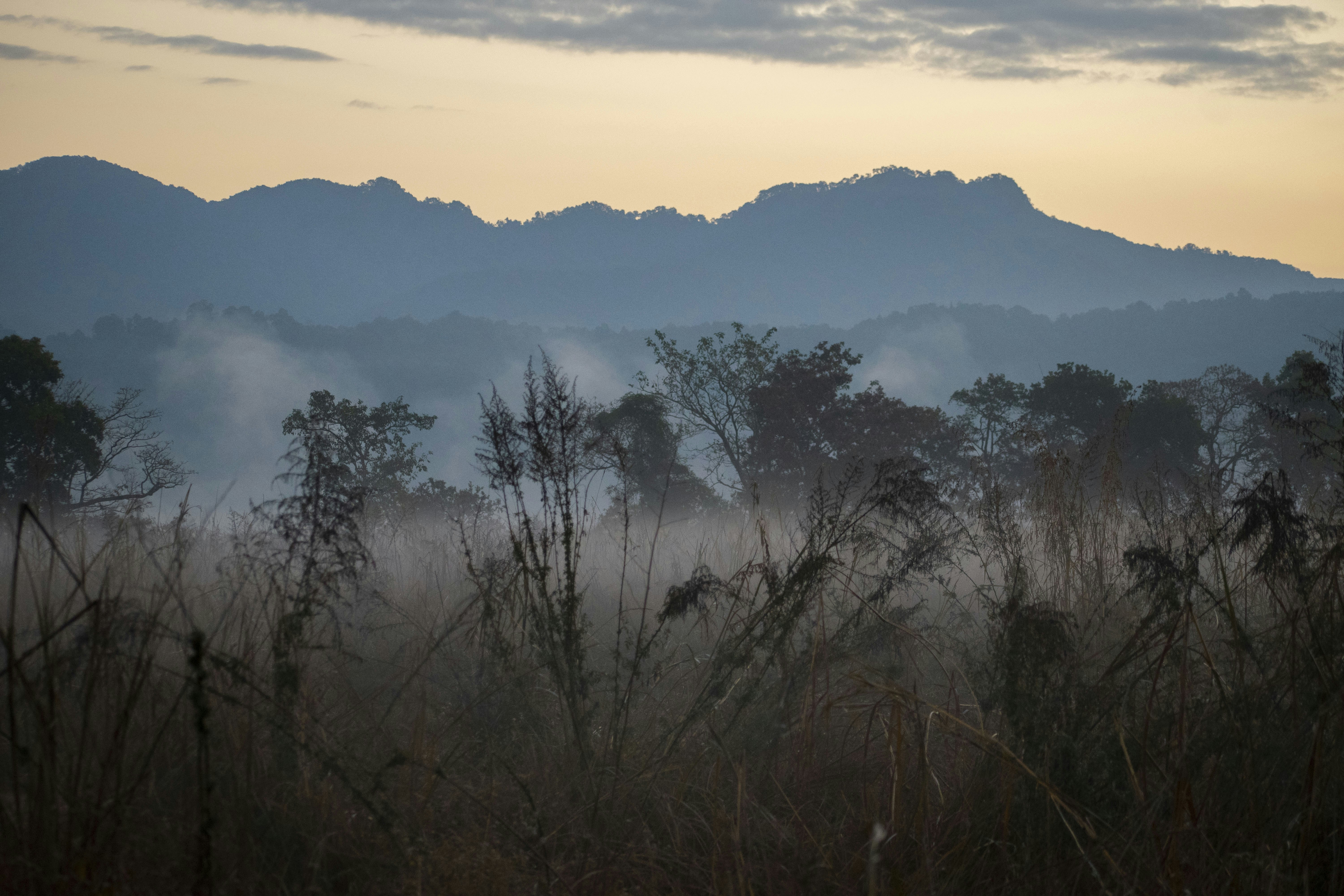 Distant mountains under a softly lit morning sky, with mist drifting through a dense thicket of trees.