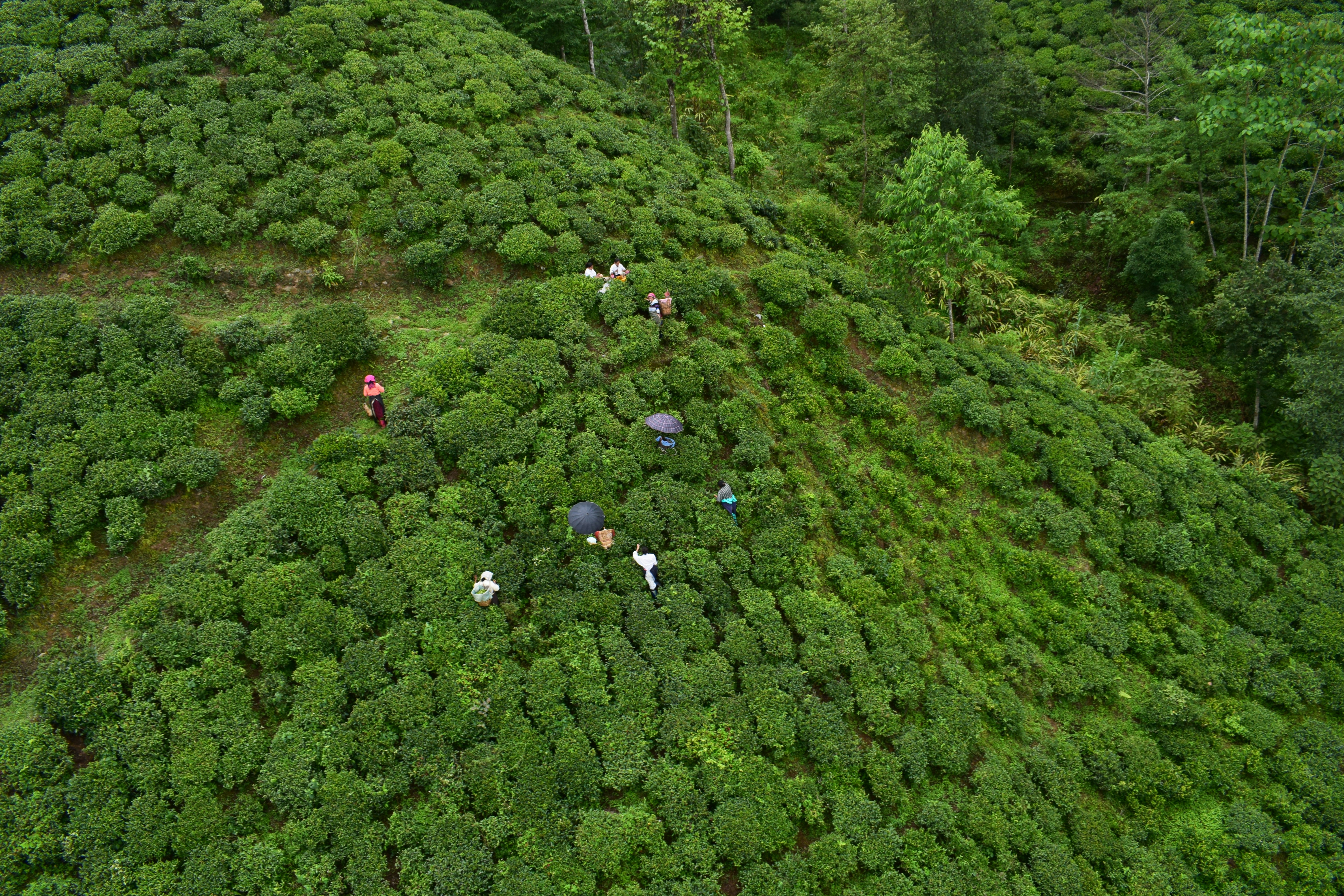 Umbrella Trails Across Emerald Terraces: An Aerial Walk Among Green Waves