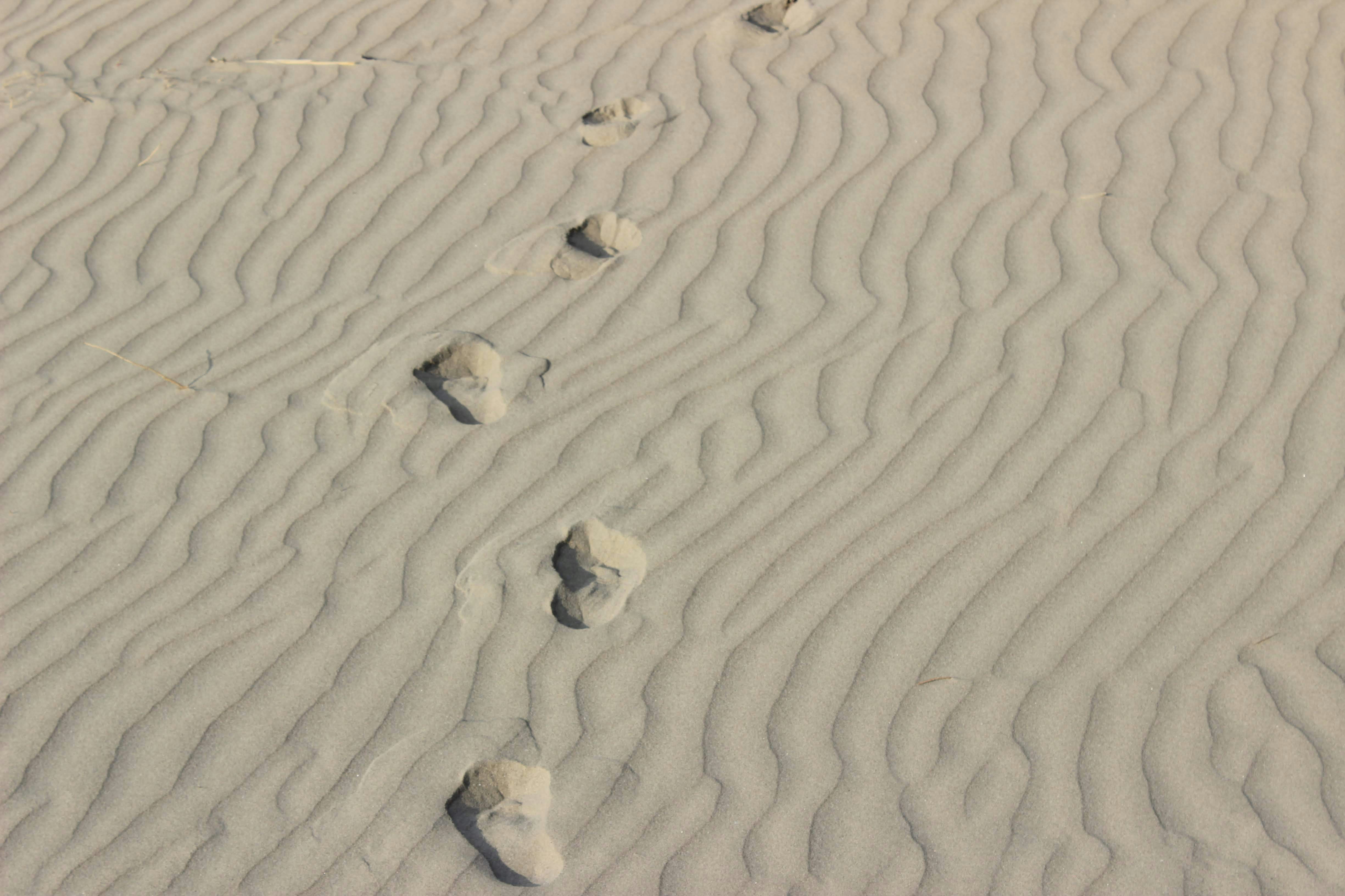 Footprints trailing across undulating sand patterns in a desert landscape, illustrating the passage of time and nature's artistry.