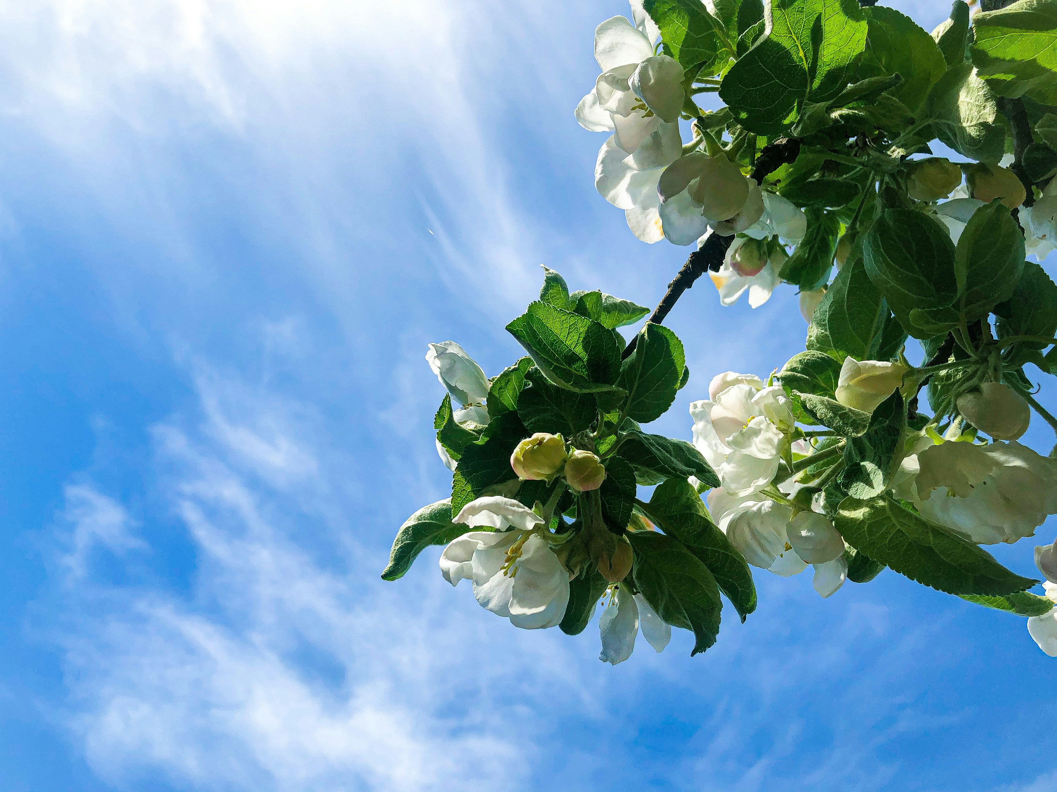Apple Blossom Arc Against a Cerulean Sky