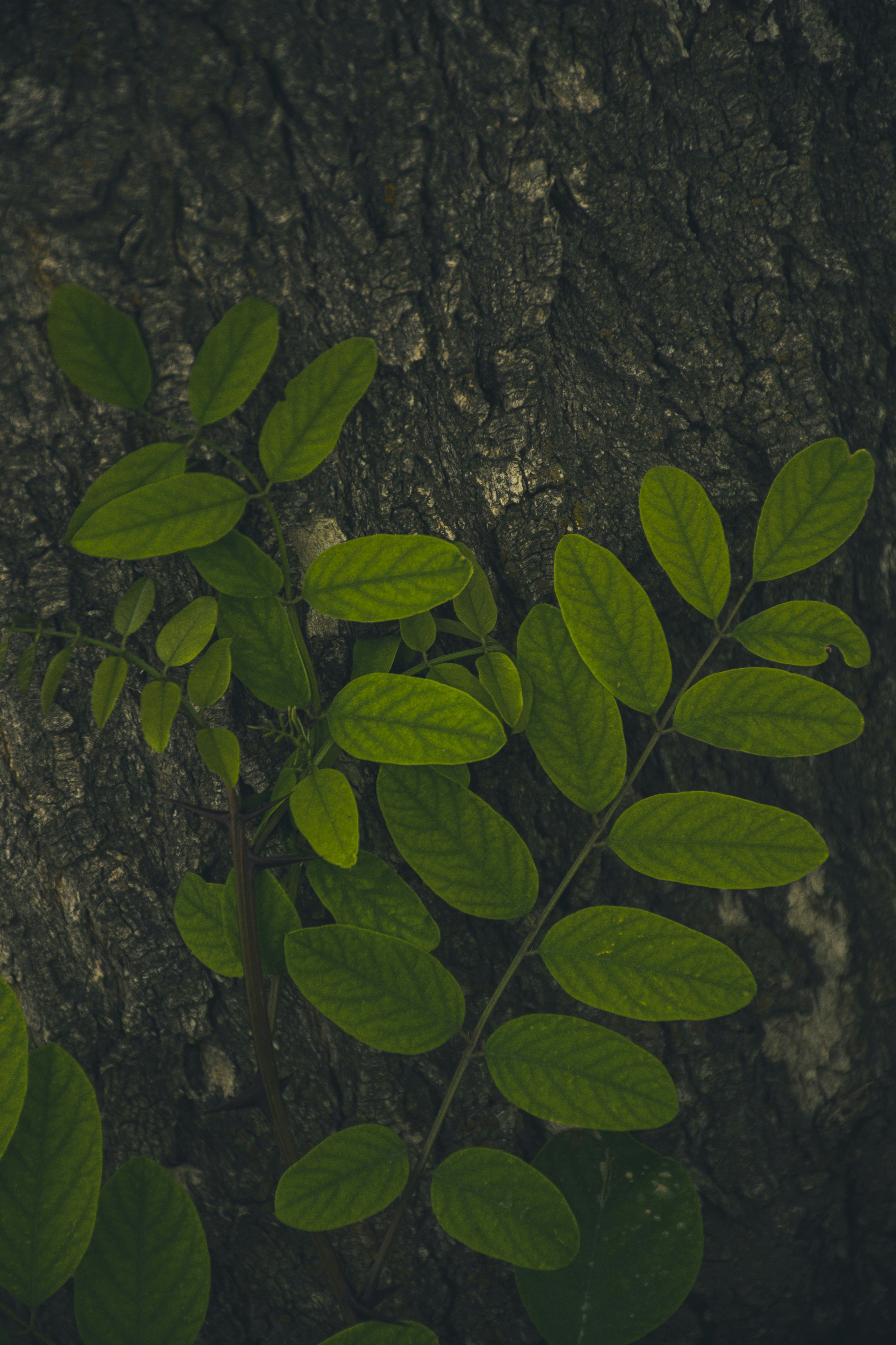 A close up of a leaf on a tree photo – Free Rotate Image on Unsplash