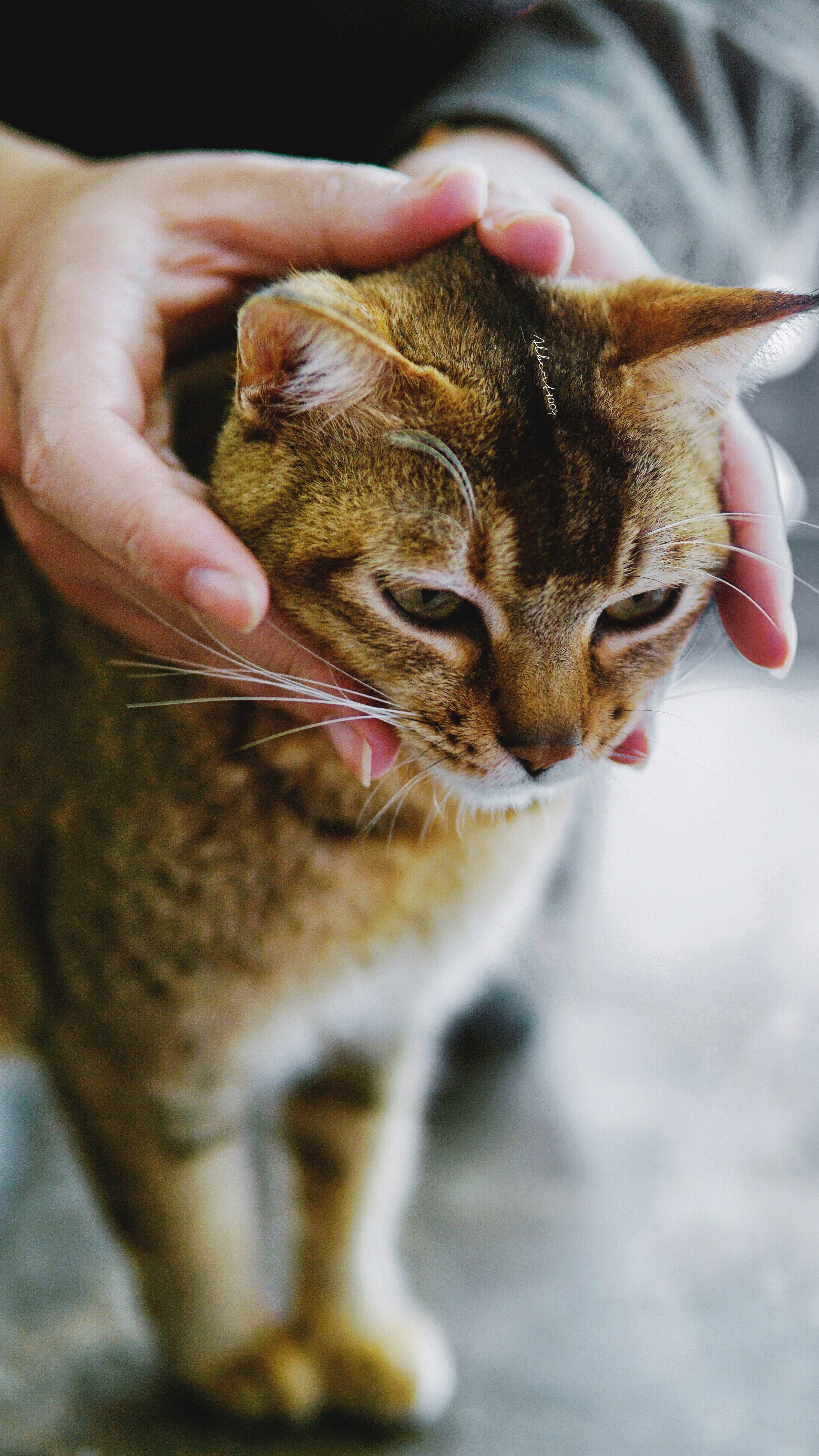A cat is being petted by a person photo – Free Cat Image on Unsplash