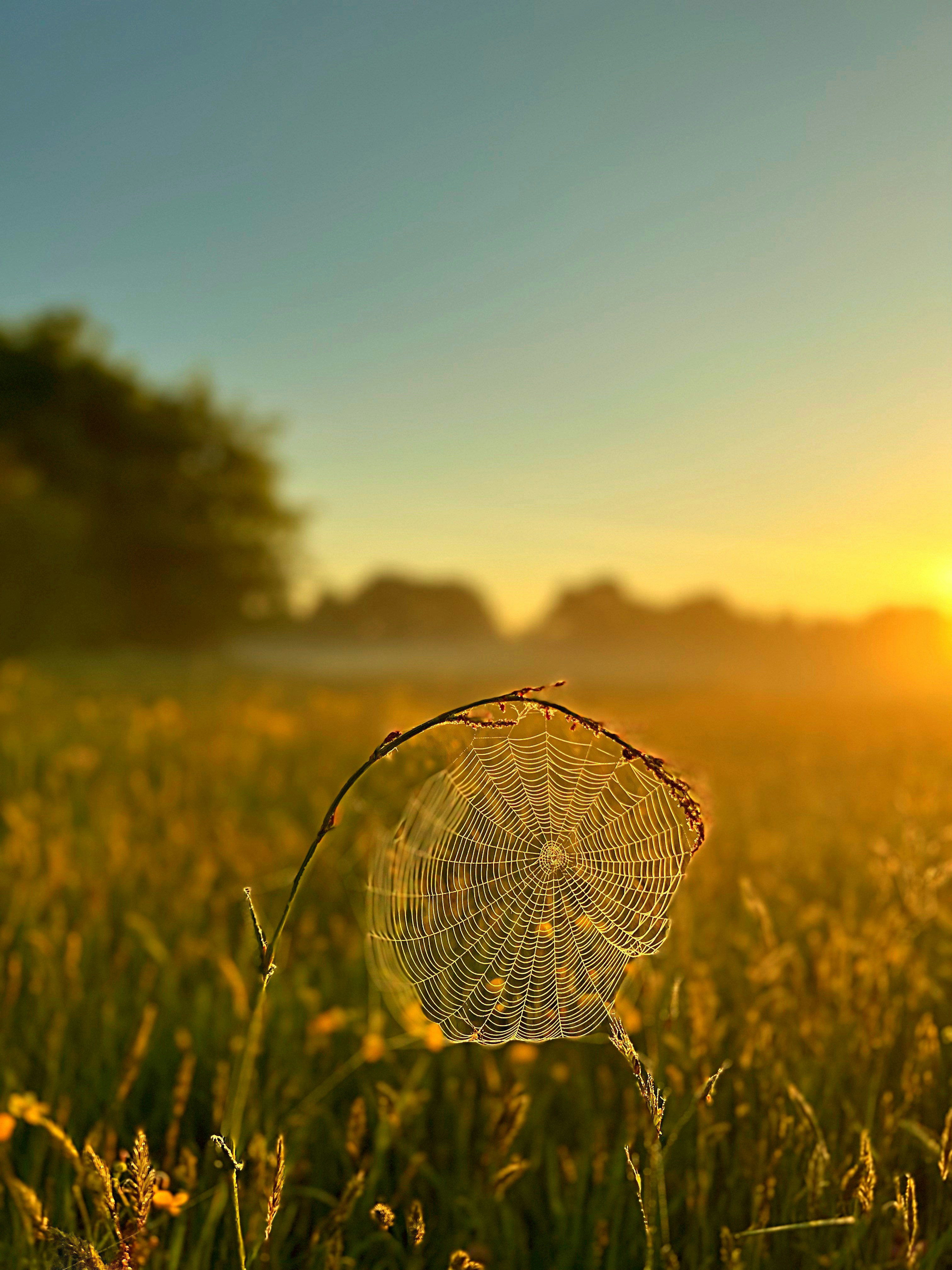A dandelion in the middle of a field at sunset photo – Free Brown Image ...