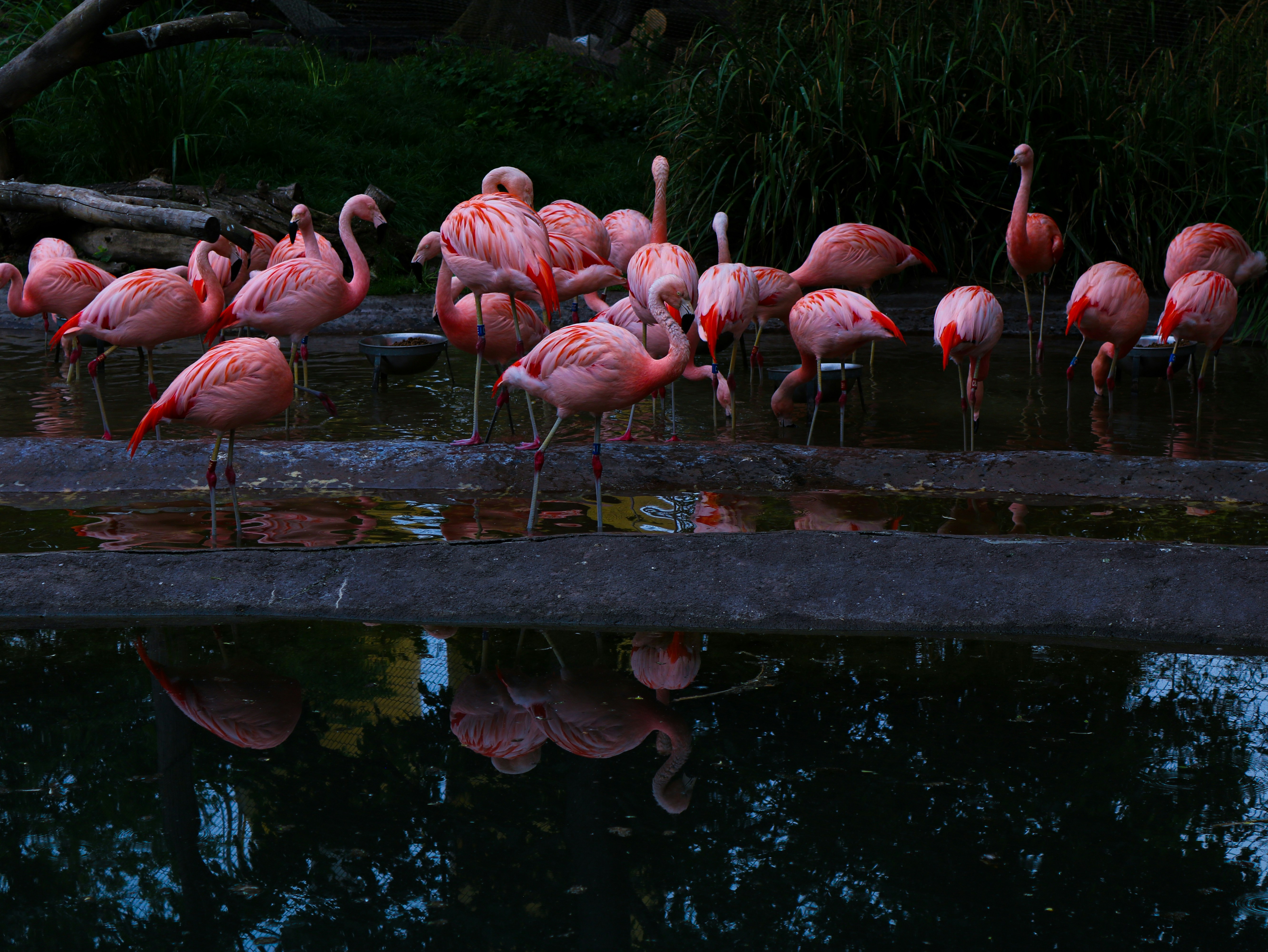 Group of flamingos wading in shallow water, their reflections visible on the surface, surrounded by lush greenery. The scene captures the tranquil essence of these elegant birds.