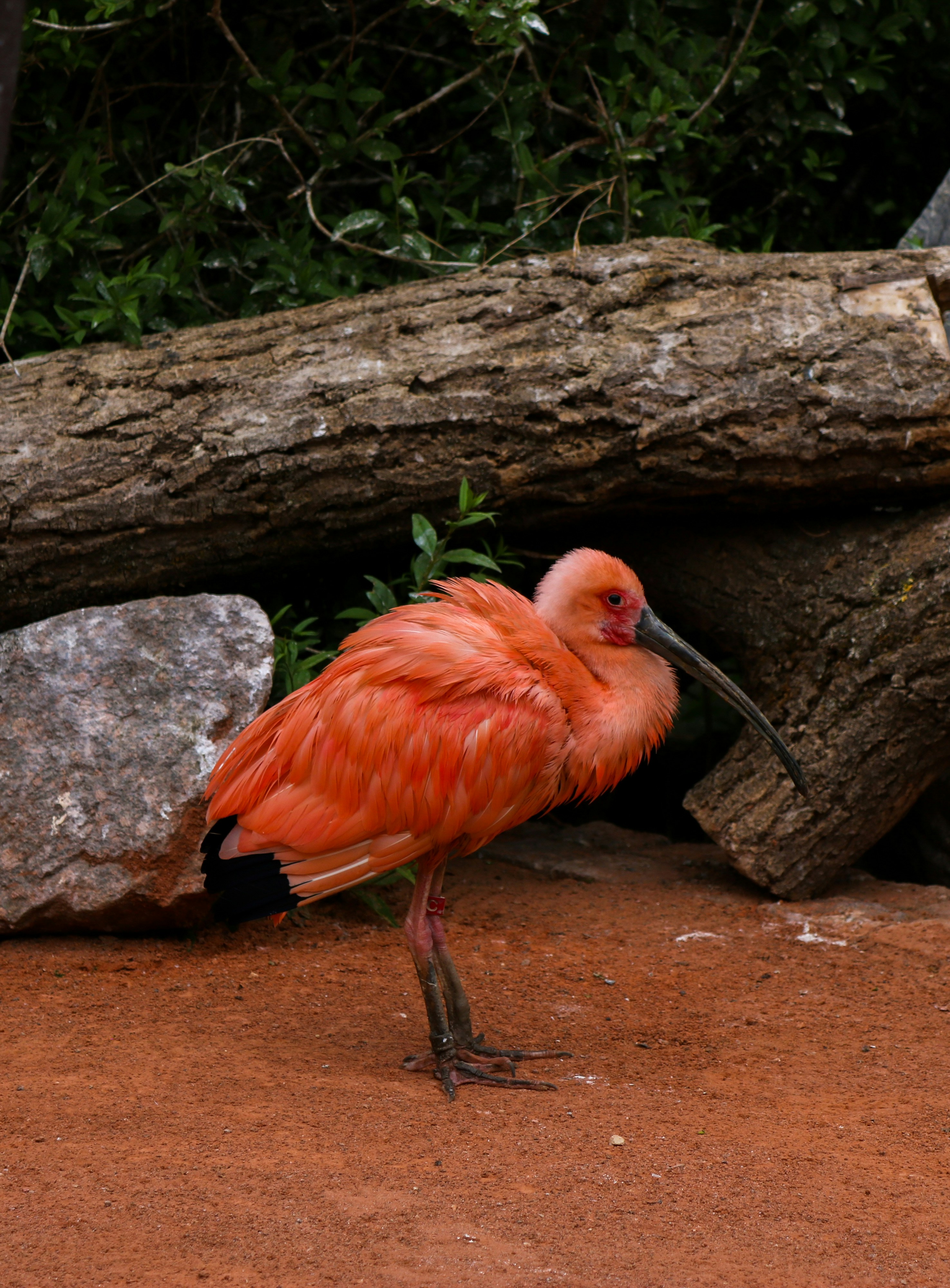 a pink bird with a long beak standing next to a pile of logs