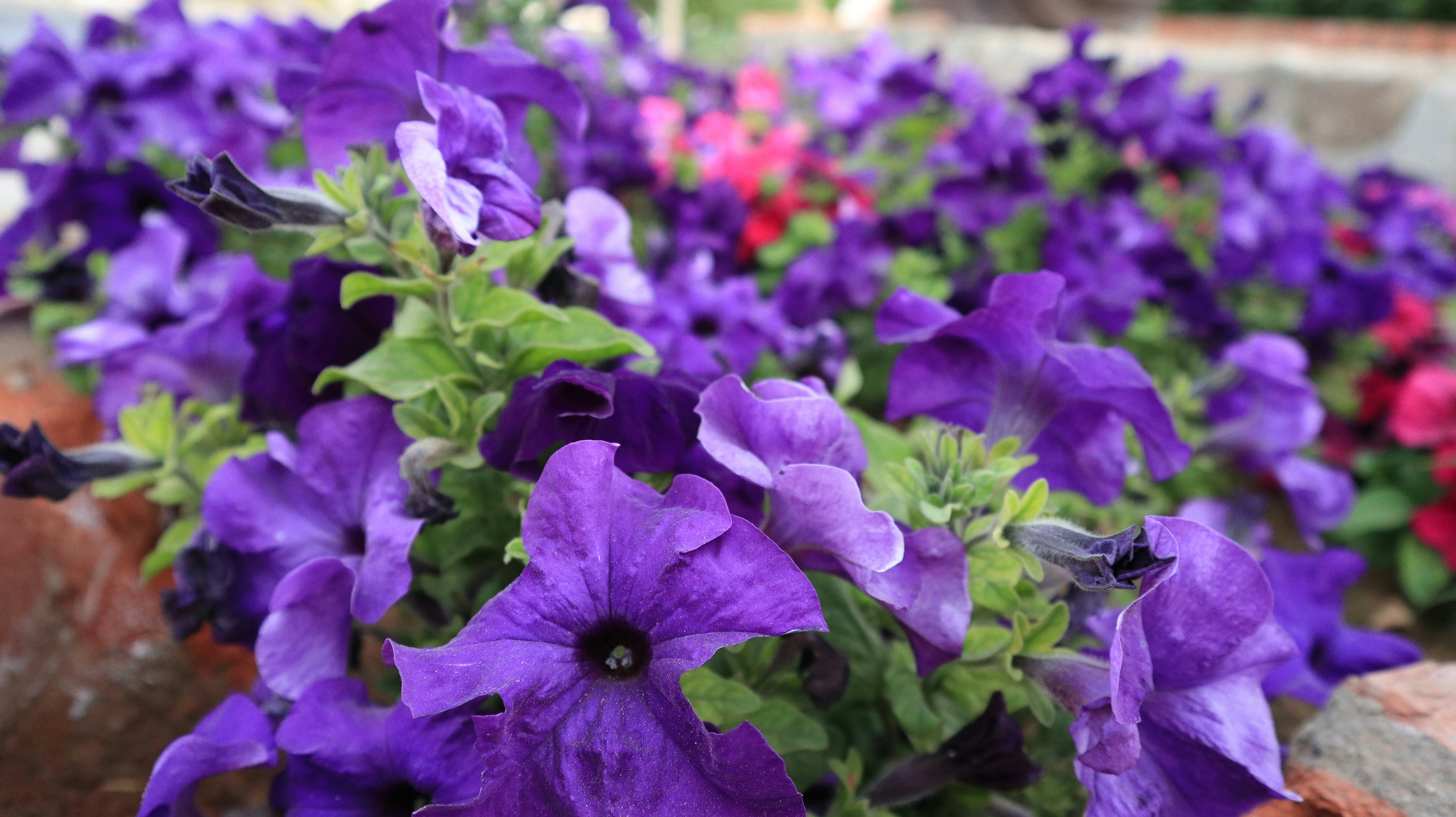 Purple petunias blooming in a garden pot with vibrant green leaves.