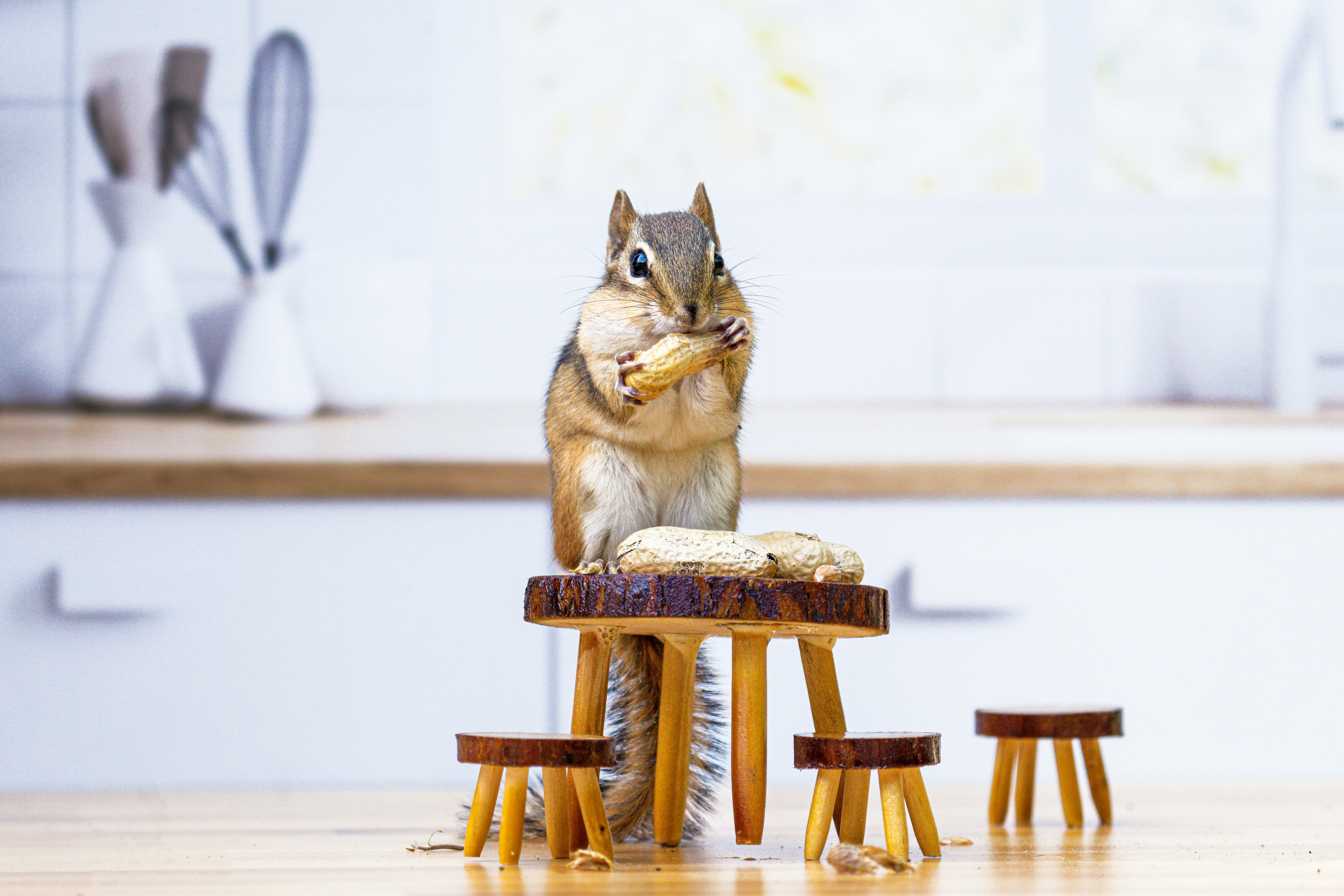 Tiny Timber Table Feast: A Squirrel Commands the Kitchen Stage