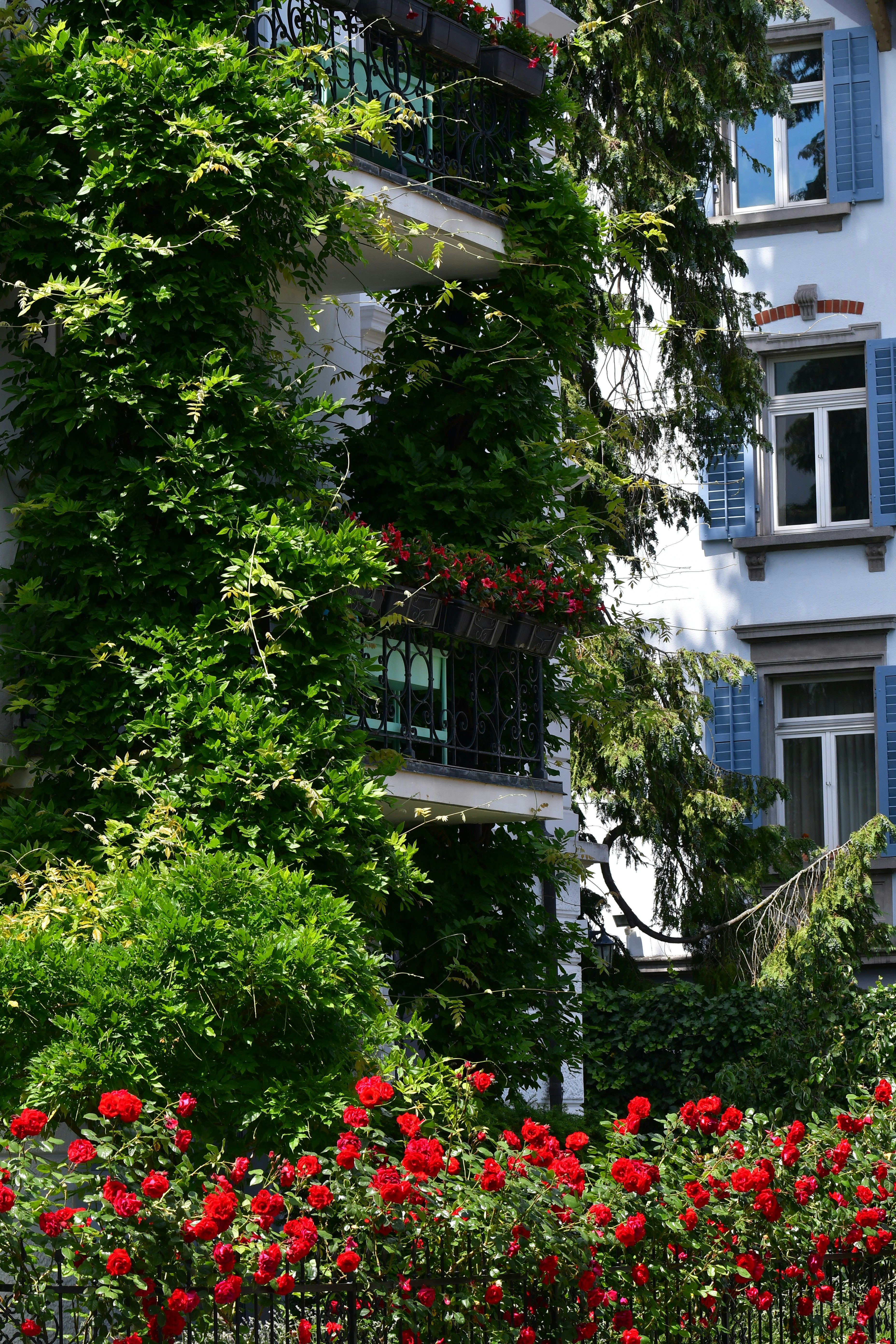 Ivy-Laced Balcony Framed by Crimson Roses under Blue Shutters