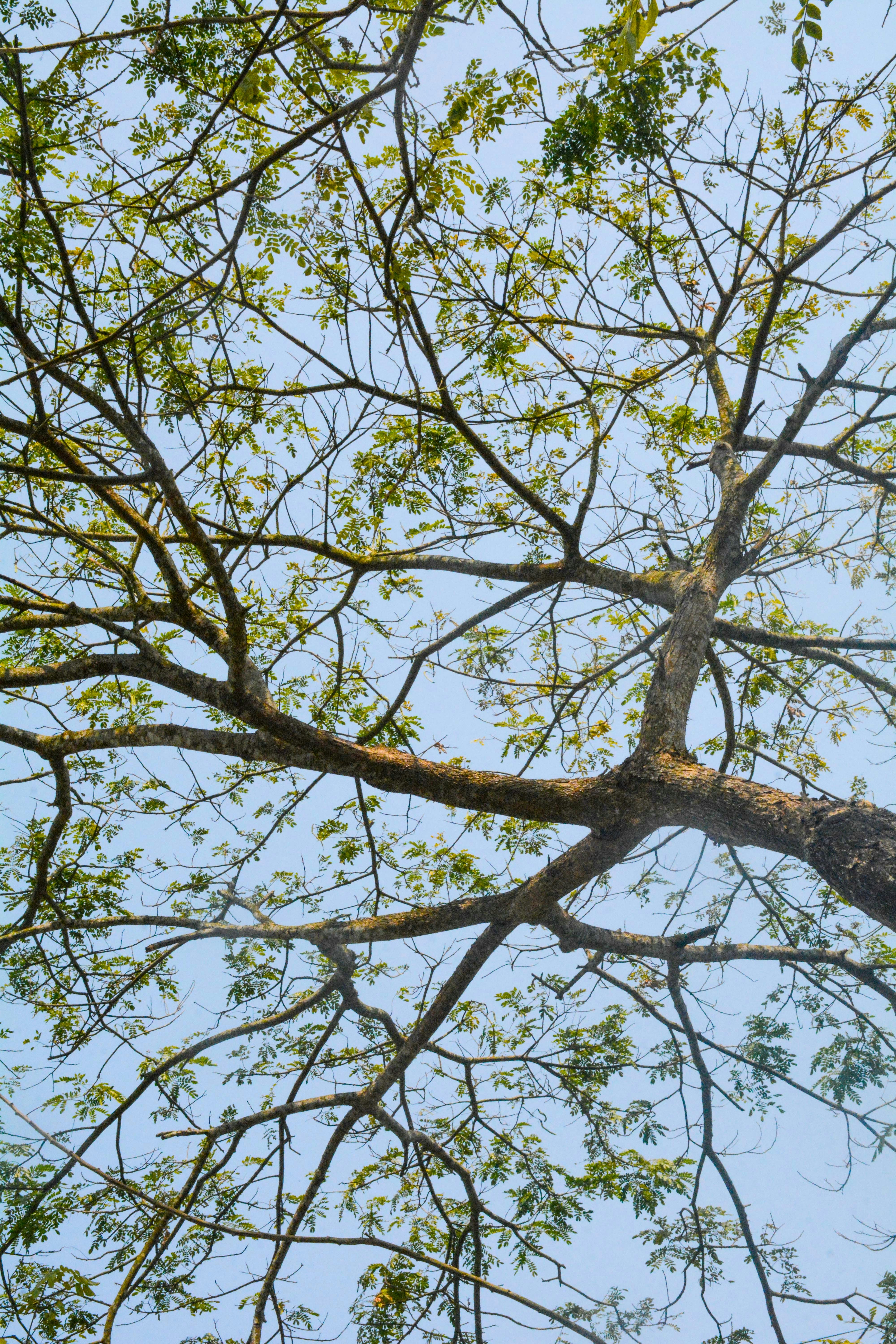 Branches of a tree stretching across a clear sky, showcasing a blend of leaves and twigs. The scene highlights the natural architecture above.