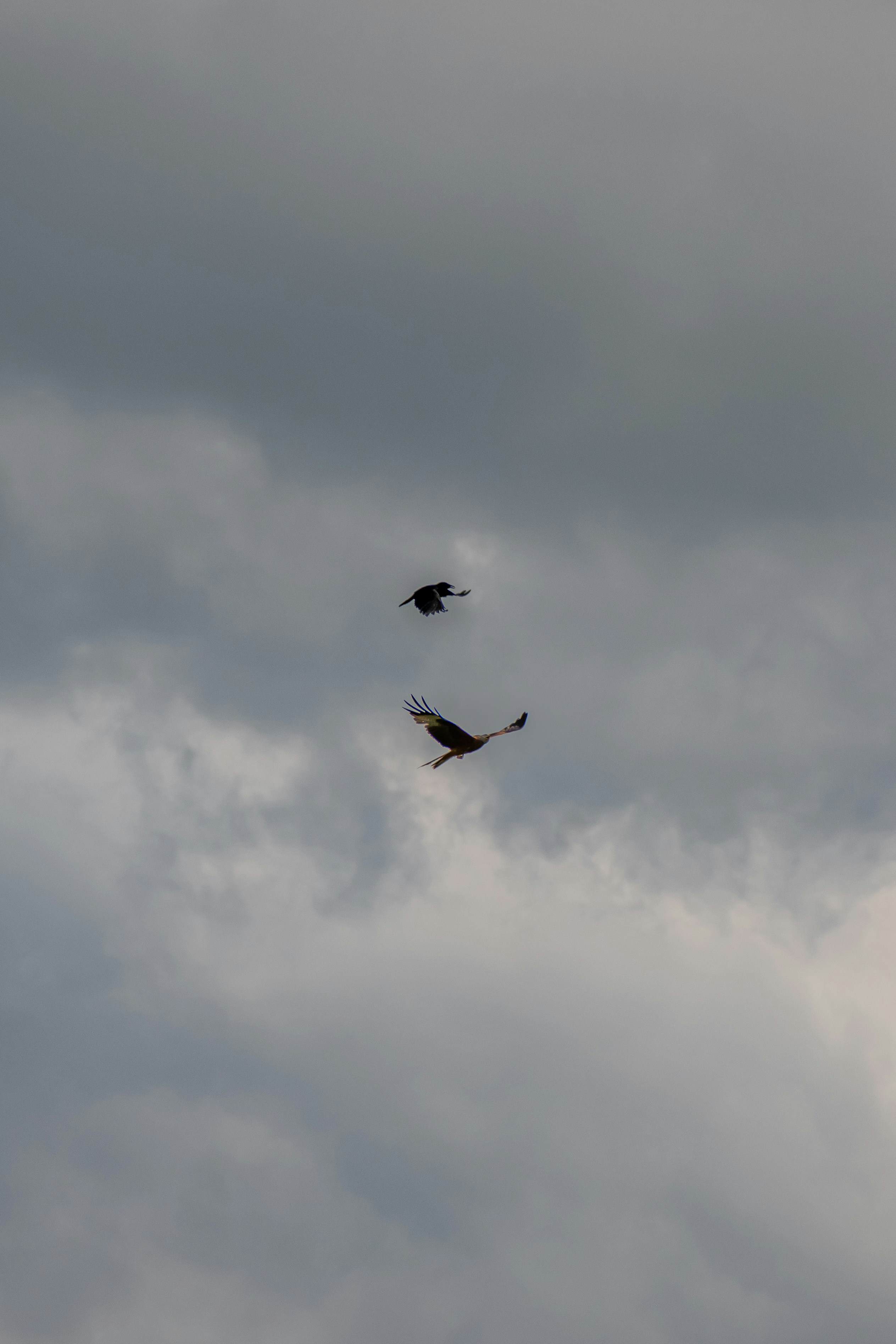 Midair Silhouette: Two Birds in an Overcast Sky