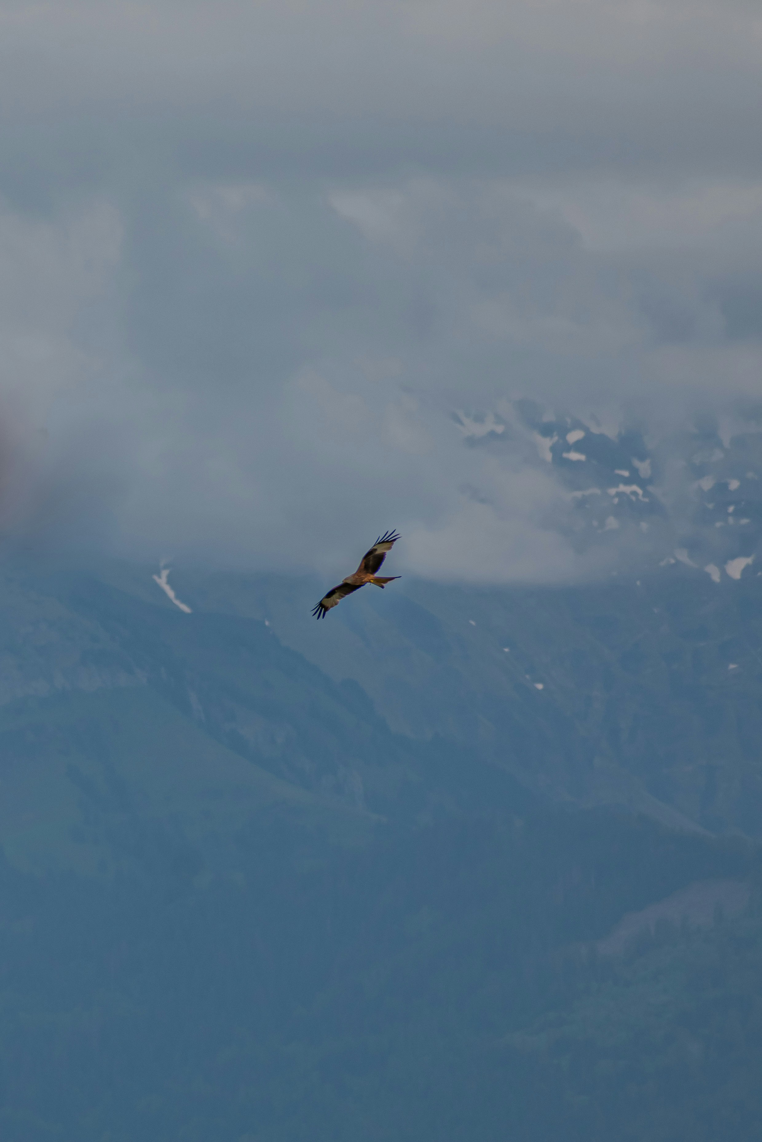 Soaring Over Mist and Summit: Eagle in High-Altitude Gloom